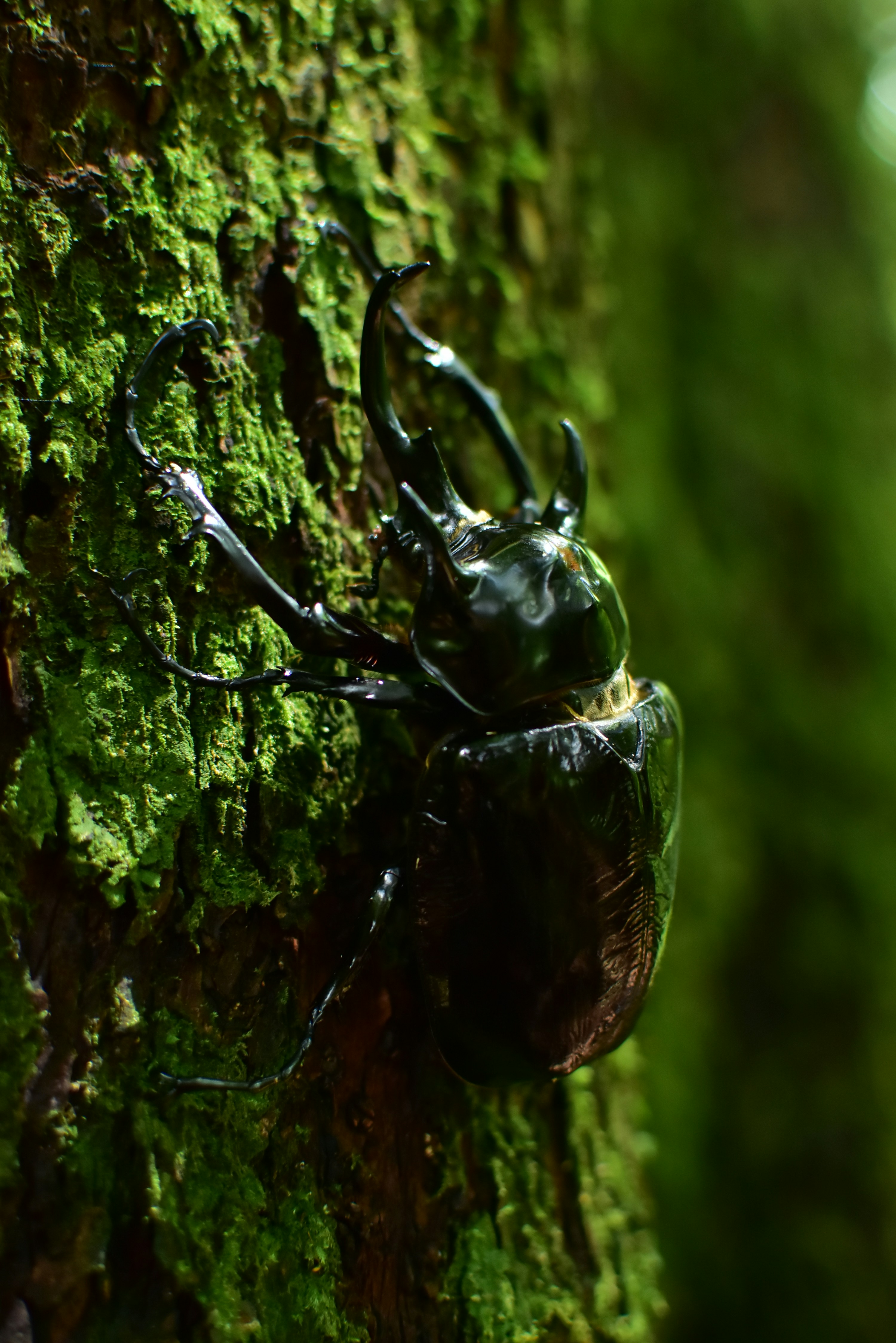 A large black insect on a mossy tree photo – Free Insect Image on Unsplash
