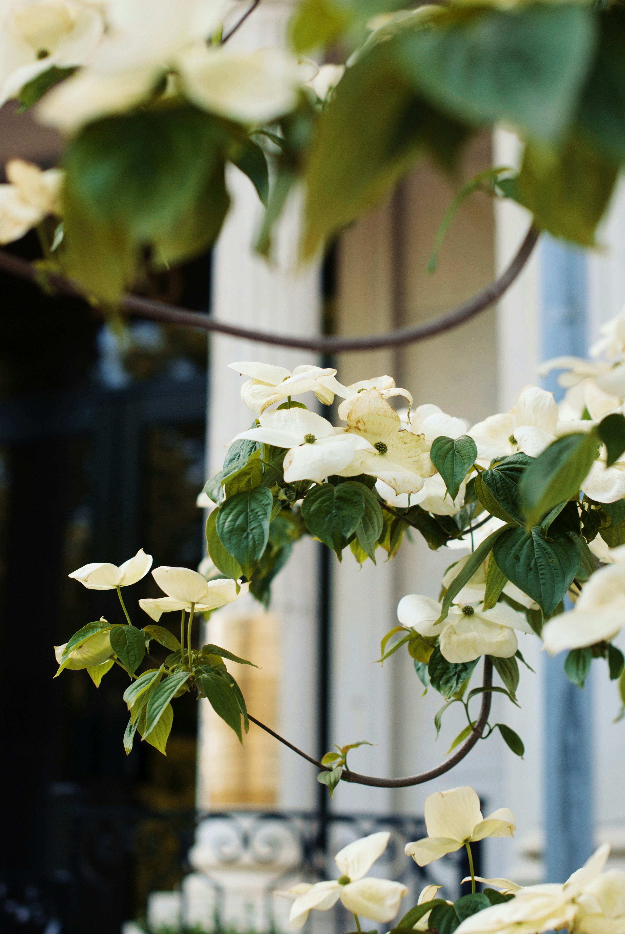 White Hydrangea Tendrils Weaving Past a Windowed Facade