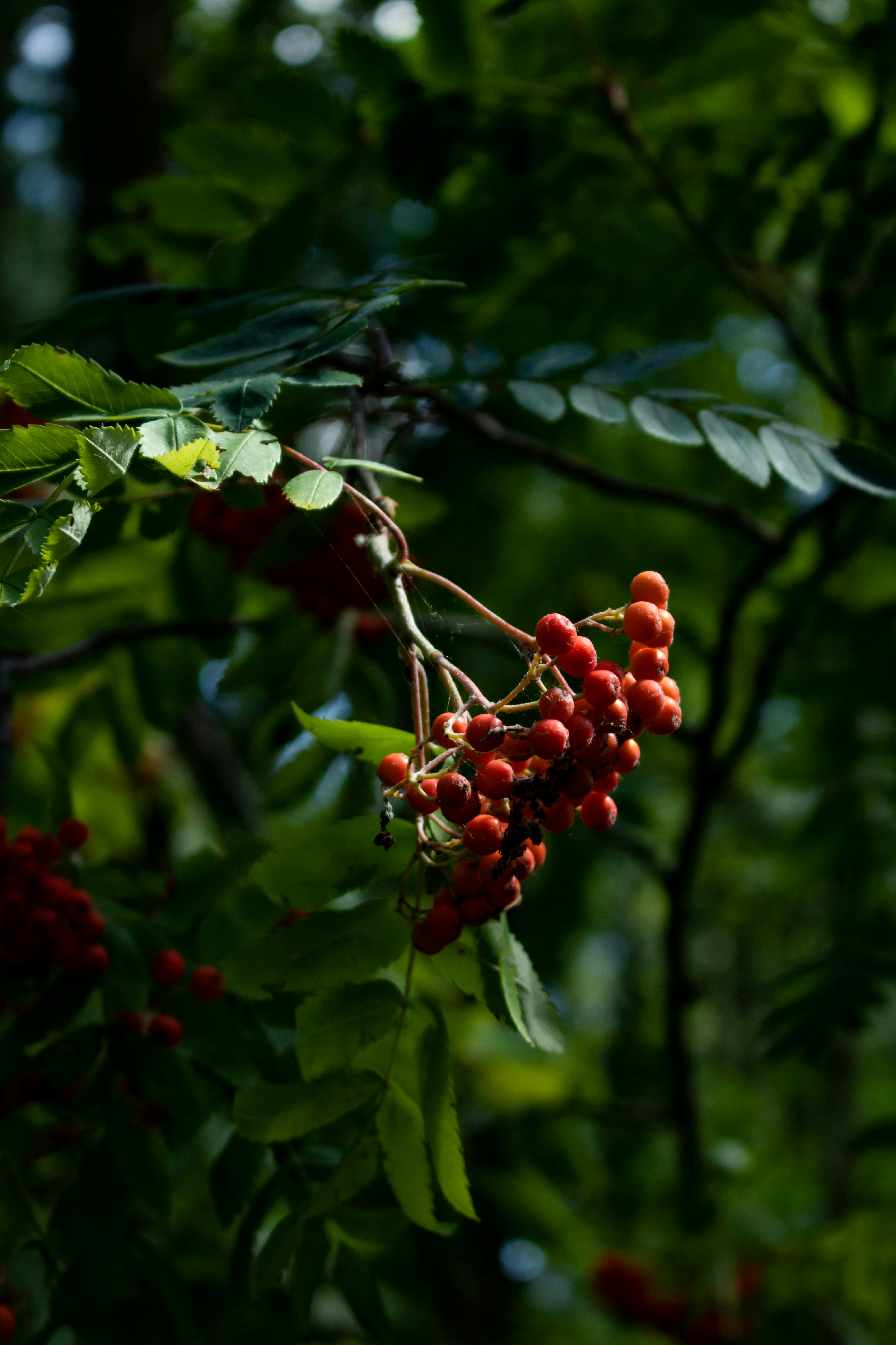 Photo by Lucas Doddema with Canon EOS 750D