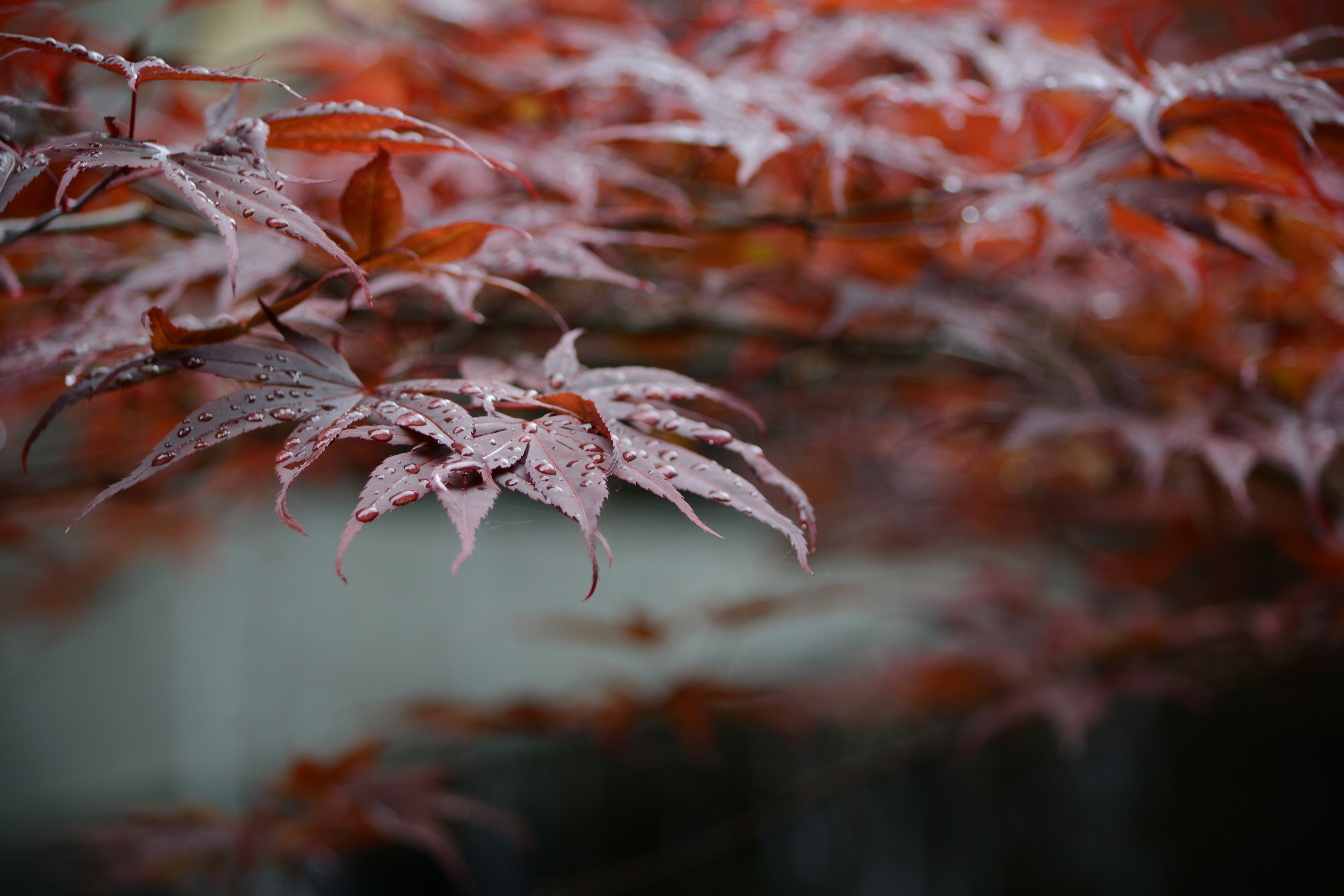 Vibrant red maple leaves adorned with raindrops, creating a striking autumnal scene. The soft focus background enhances the rich colors of the foliage.