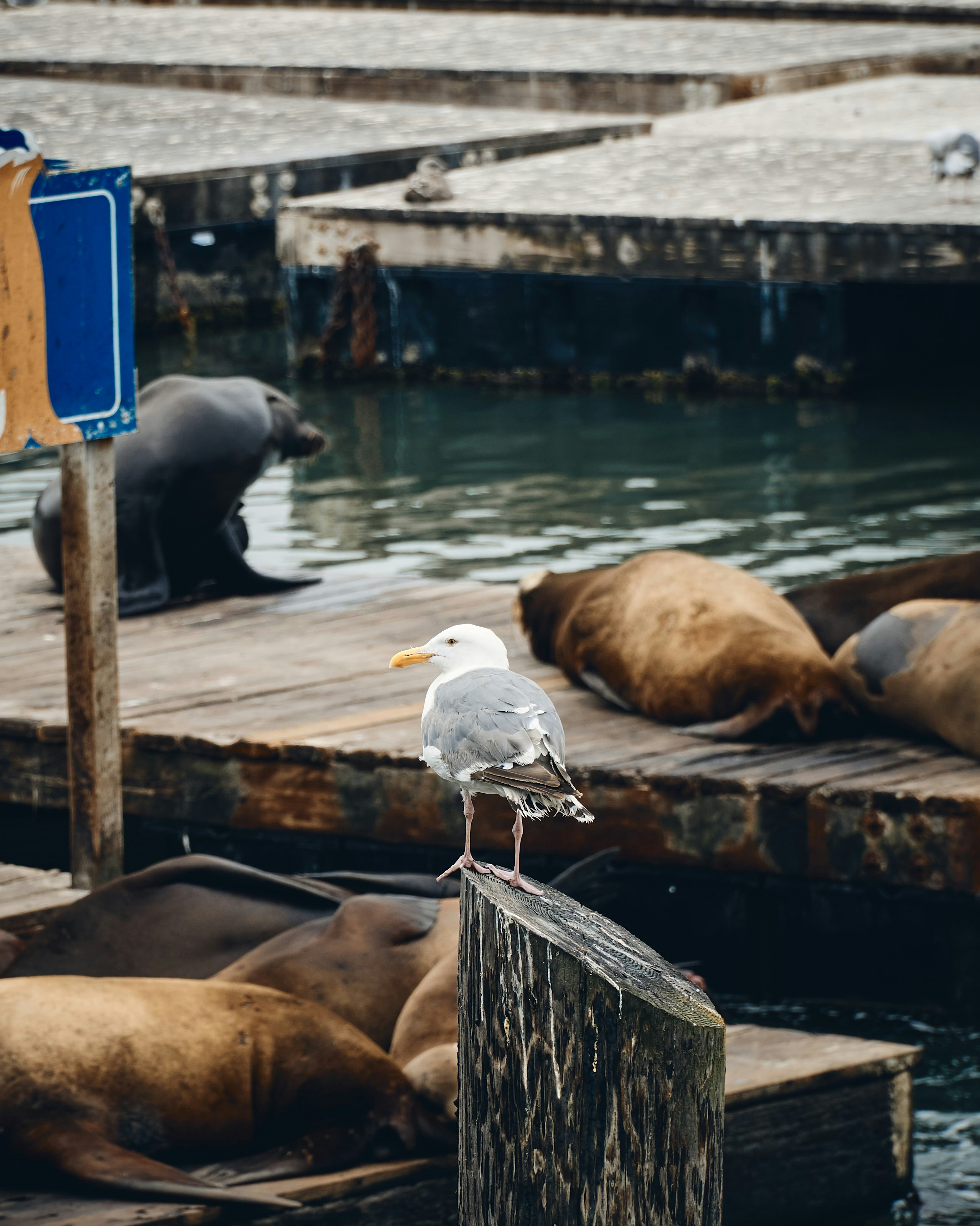 white bird on brown wooden dock during daytime