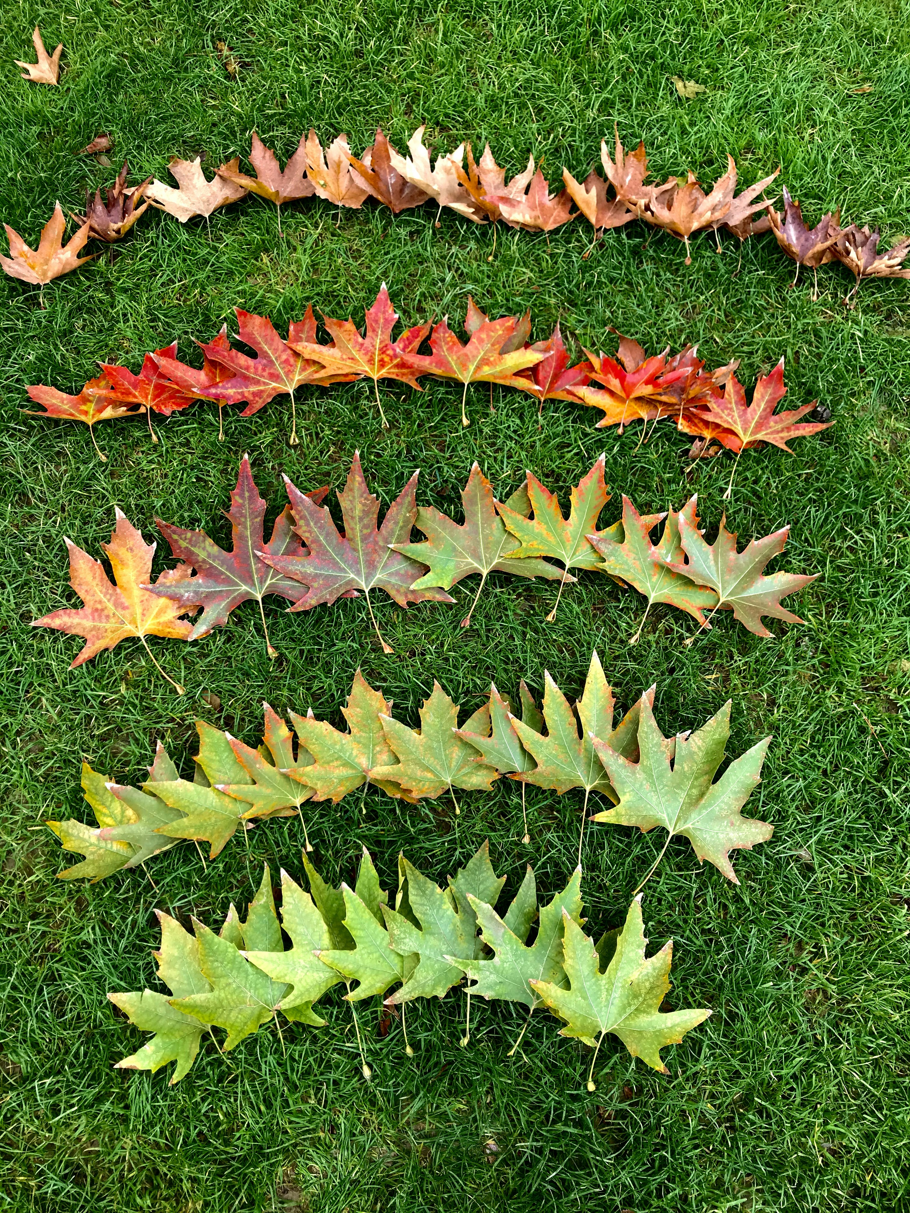 Autumn goals!