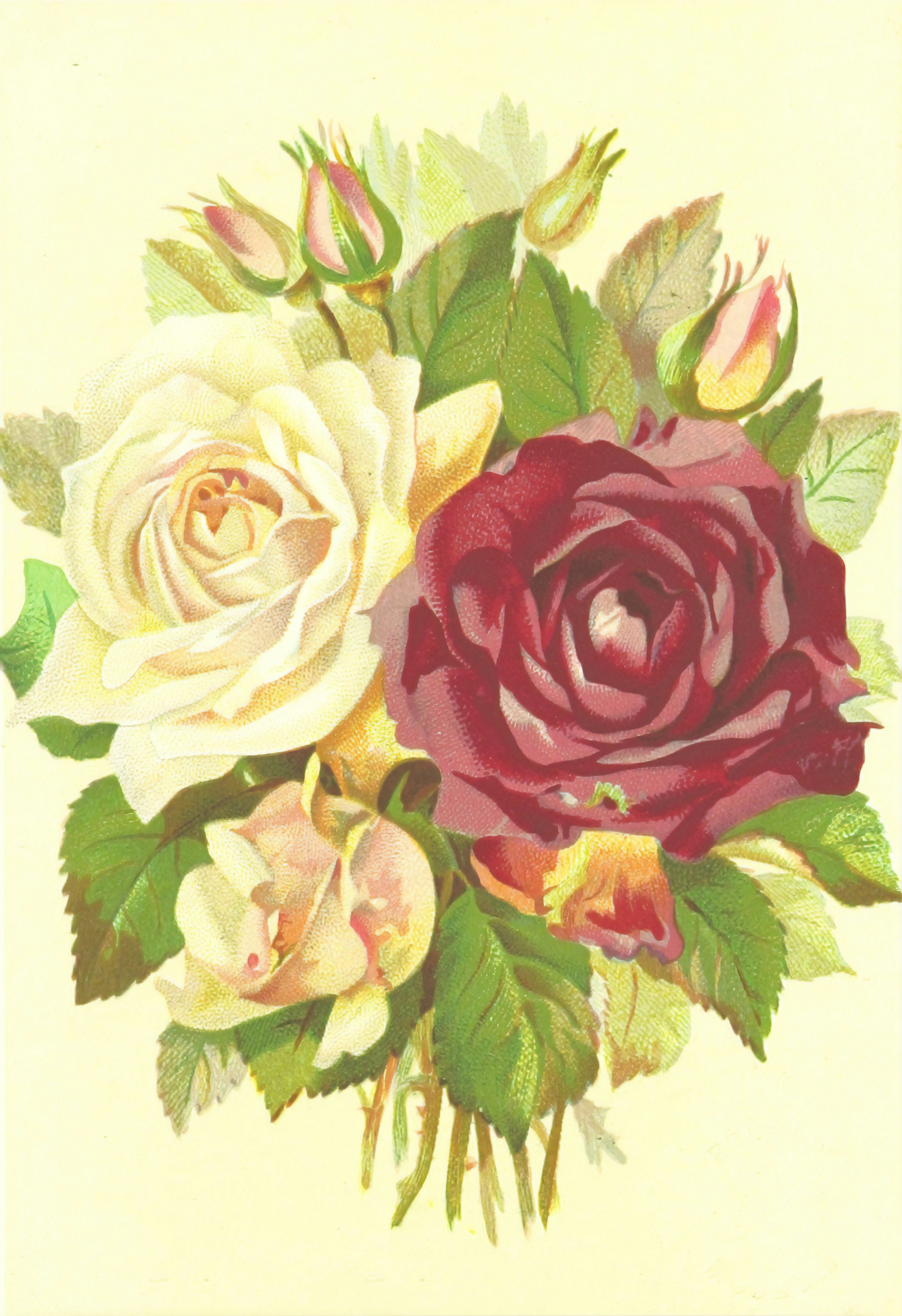 Fleur de rose rouge et blanche photo – Photo Art Gratuite sur Unsplash