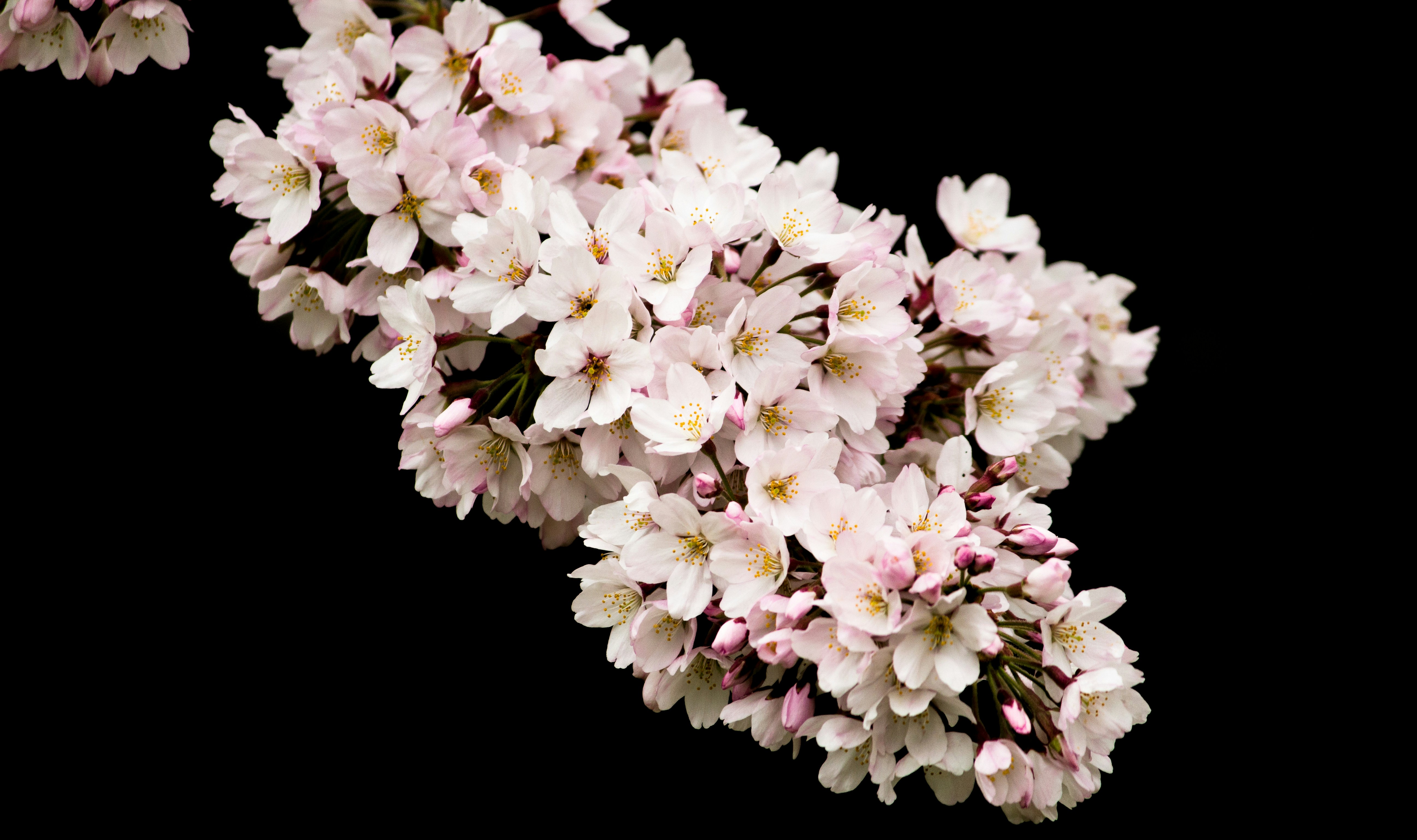 Petal Ribbon on Noir: A Diagonal Bloom of Cherry Blossoms