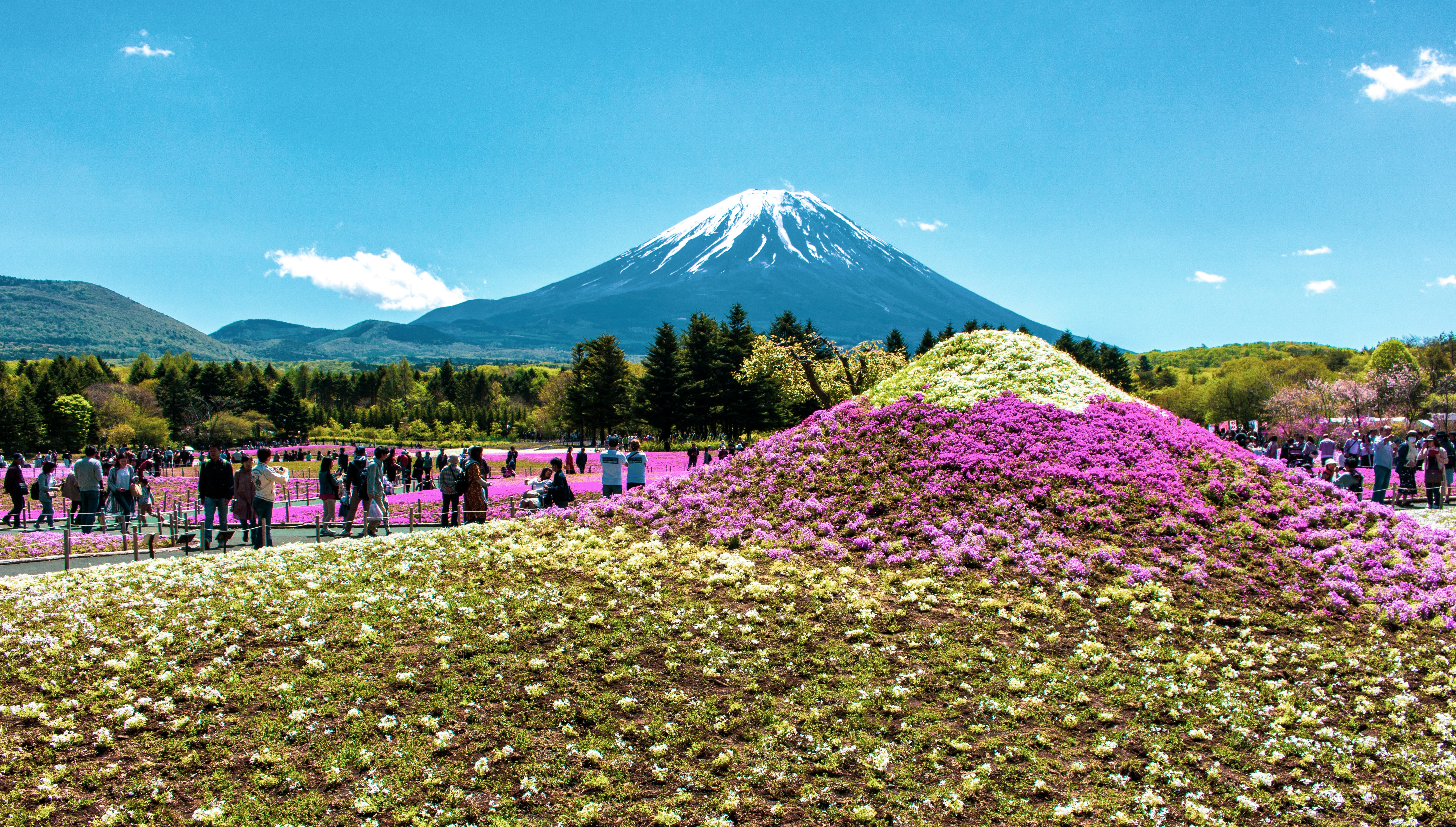 Mt. Fuji Tulip Terrace under a Clear Sky