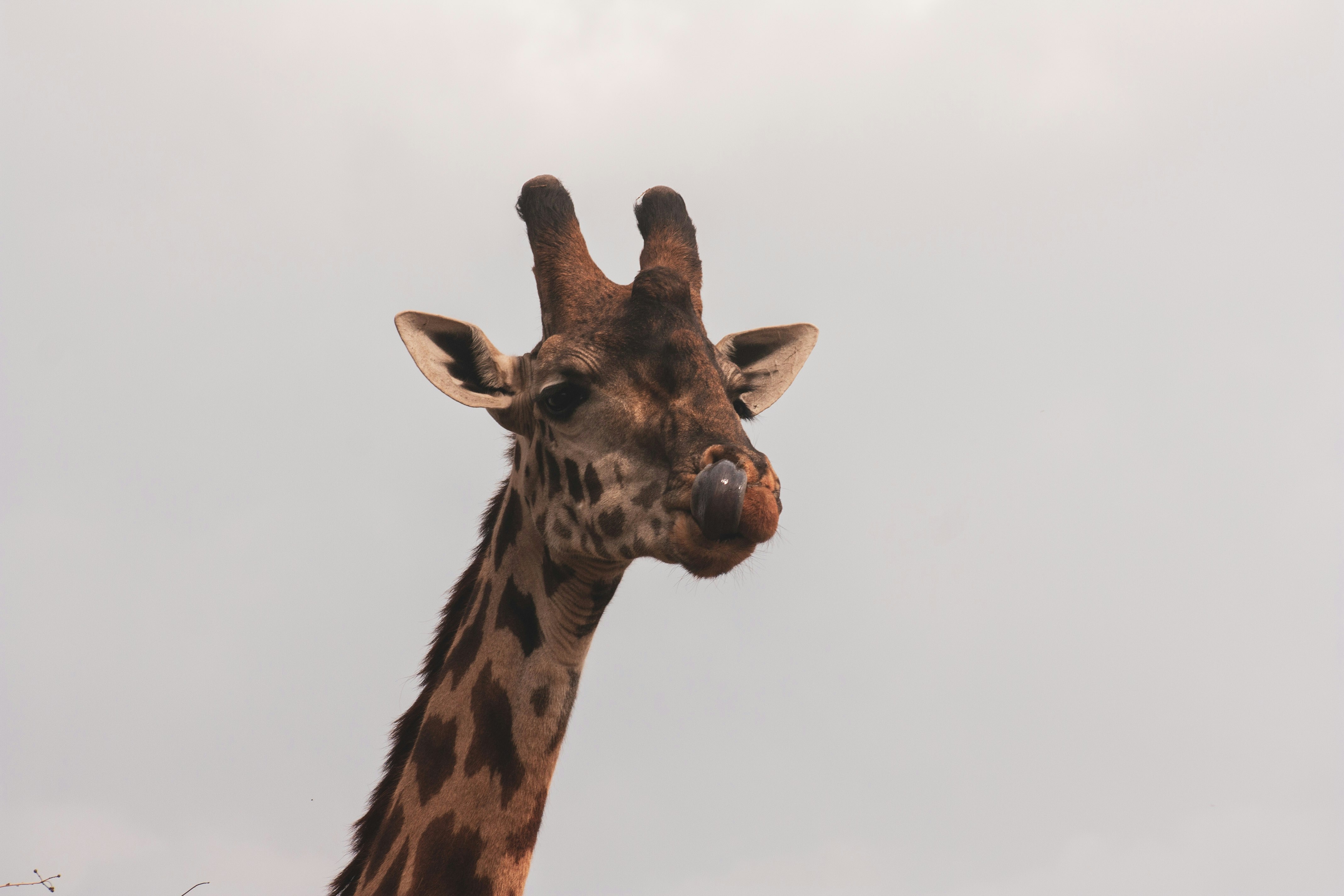 A giraffe with distinct markings tilts its head, showcasing its unique features against a muted sky.