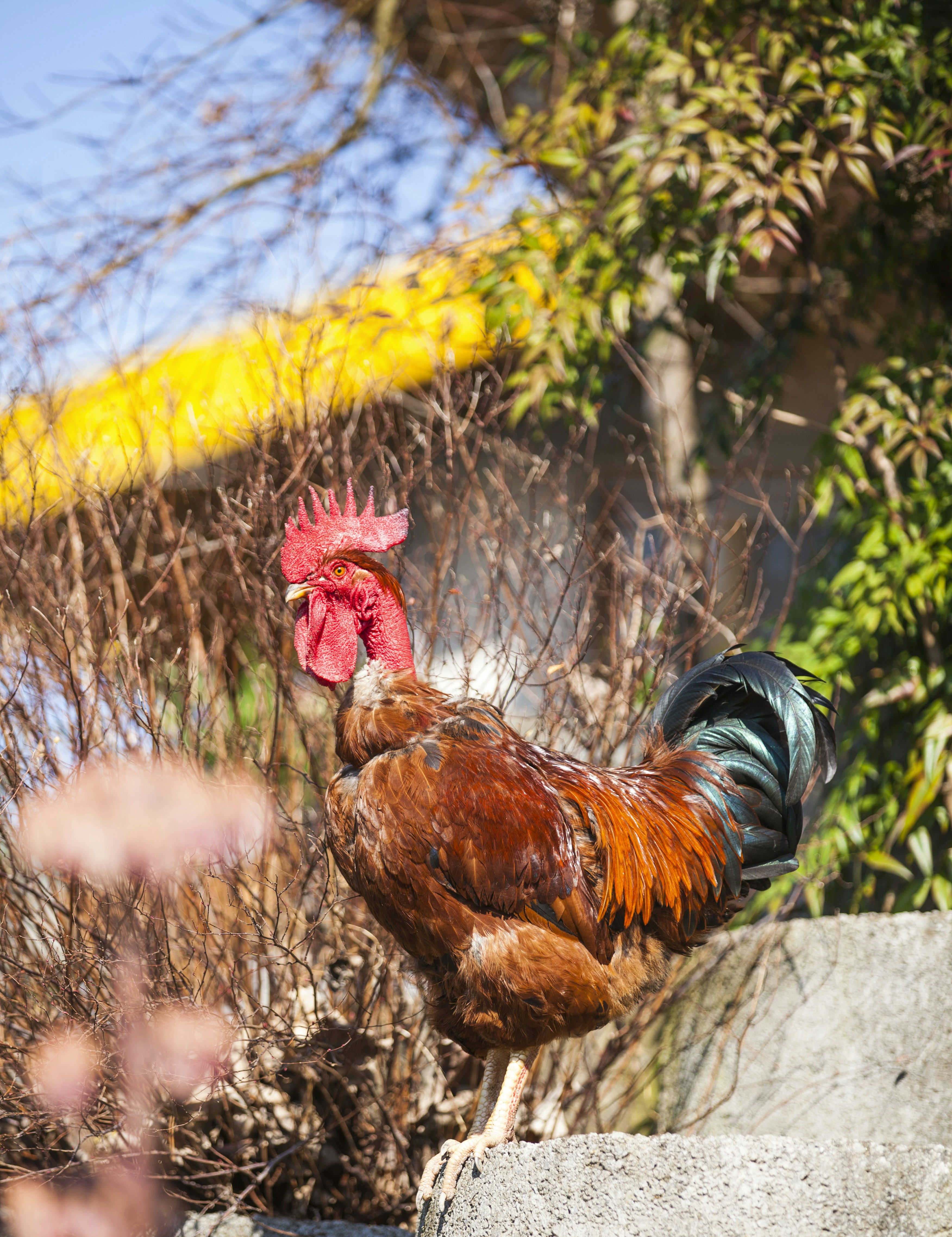 Red Rooster in Sunlit Garden: a Close-Up of Plumage and Crest