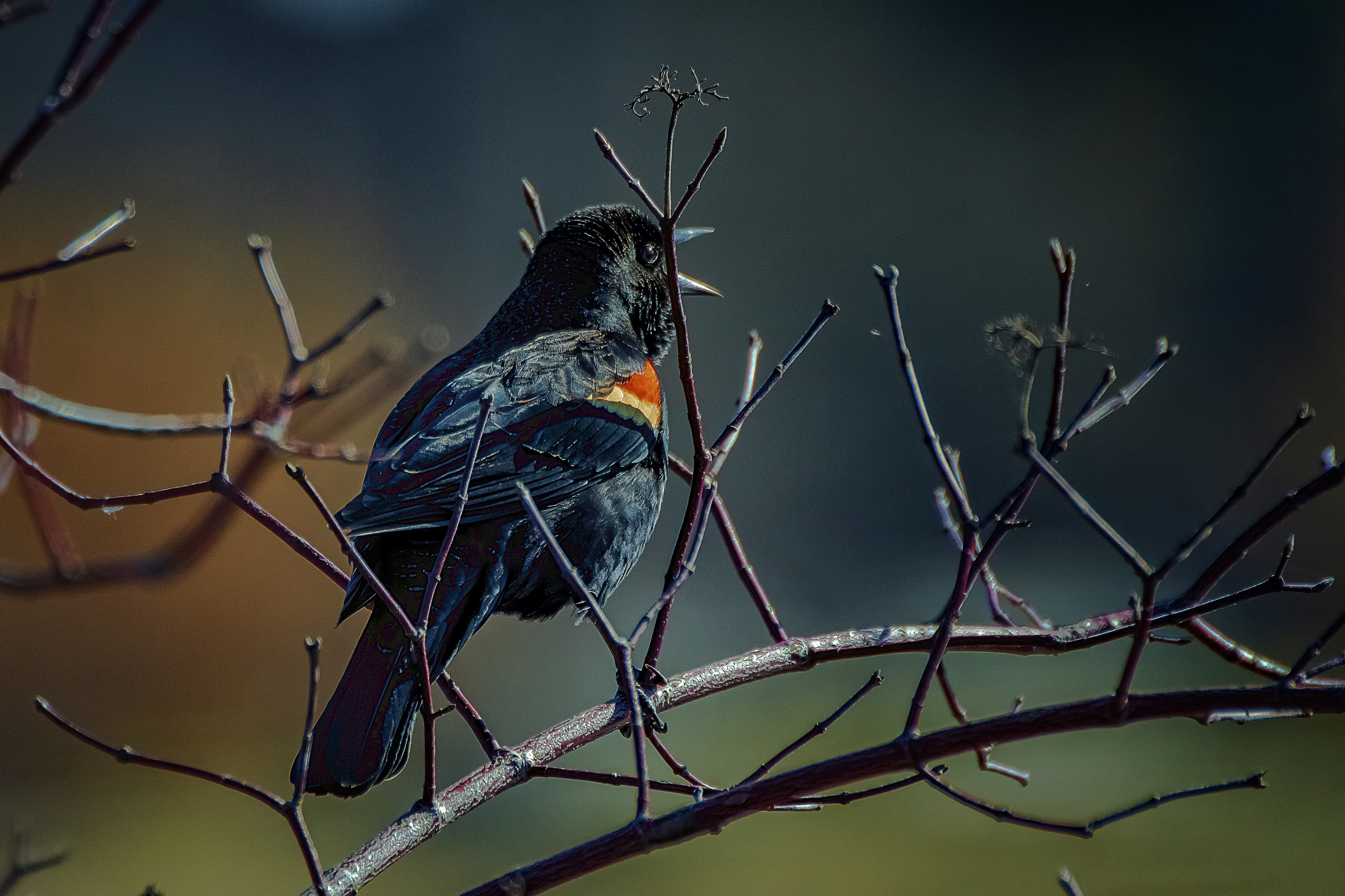 A blackbird perches on a delicate branch, showcasing its striking plumage against a softly blurred background.