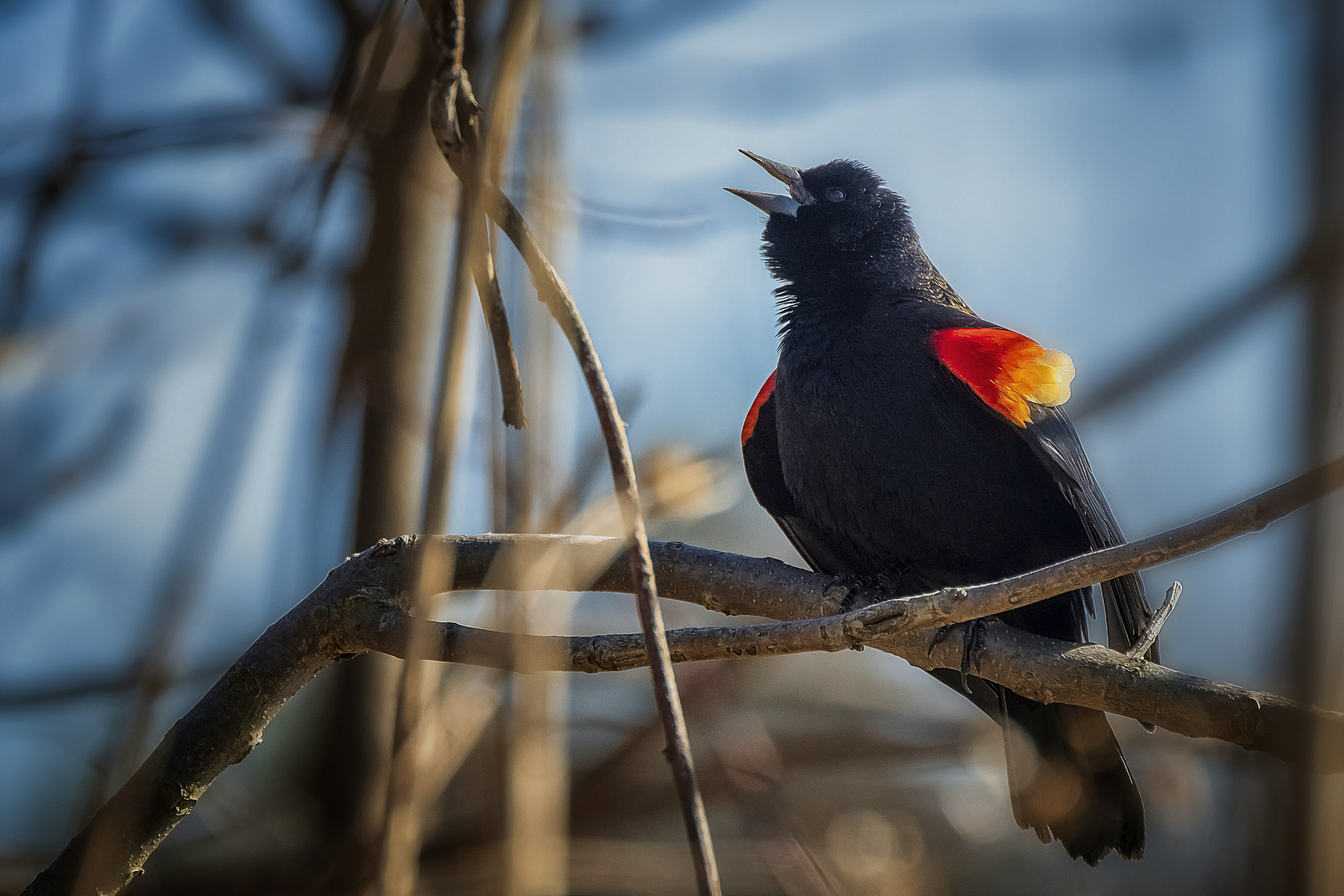 Oiseau noir et rouge sur branche d’arbre brun photo – Photo Oiseau ...