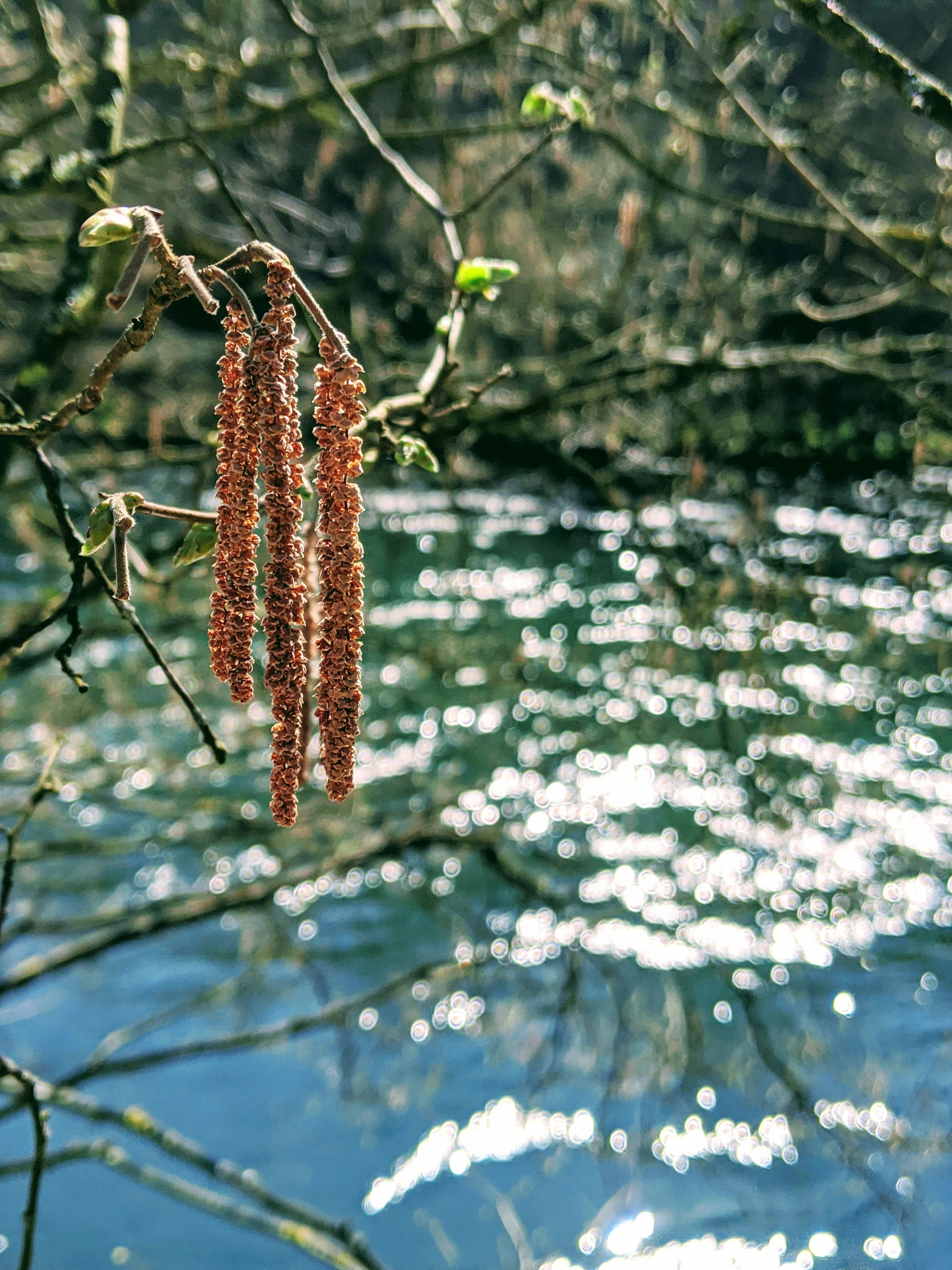 Dangling catkins by a sunlit river