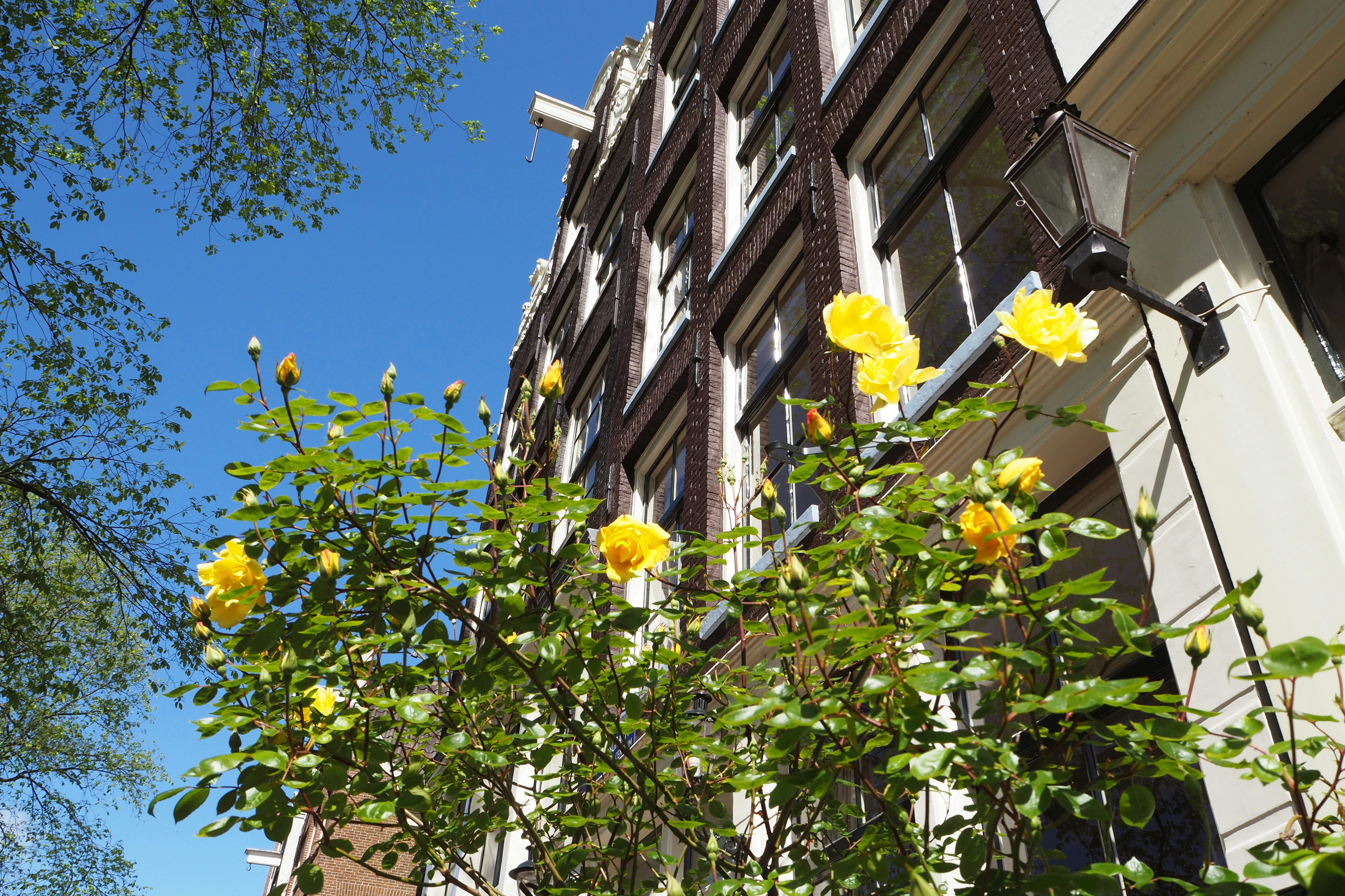 Roses in the Urban Light: Yellow Blossoms Before Brick and Sky
