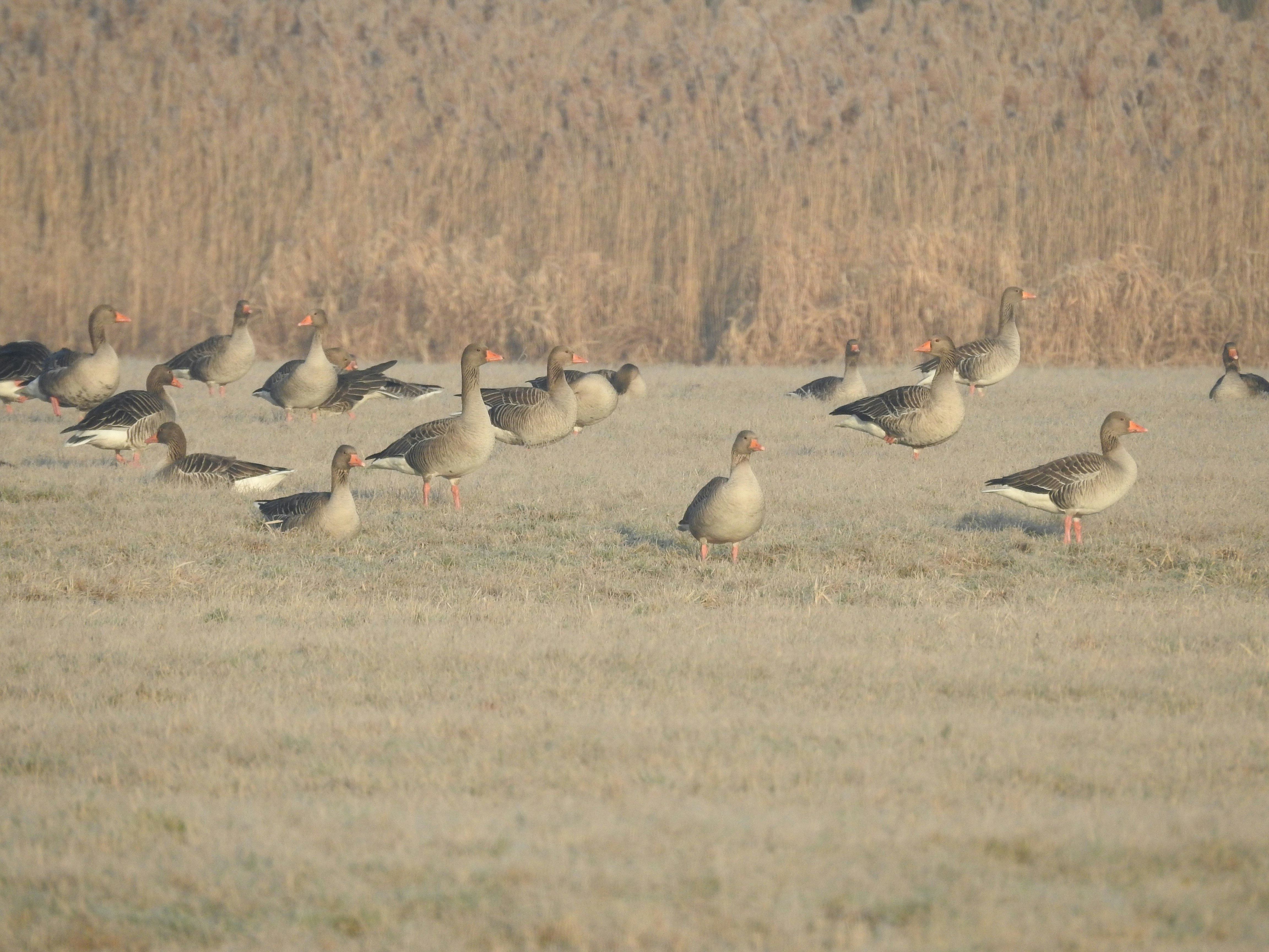 Gathering at Dawn: The Goose Assembly