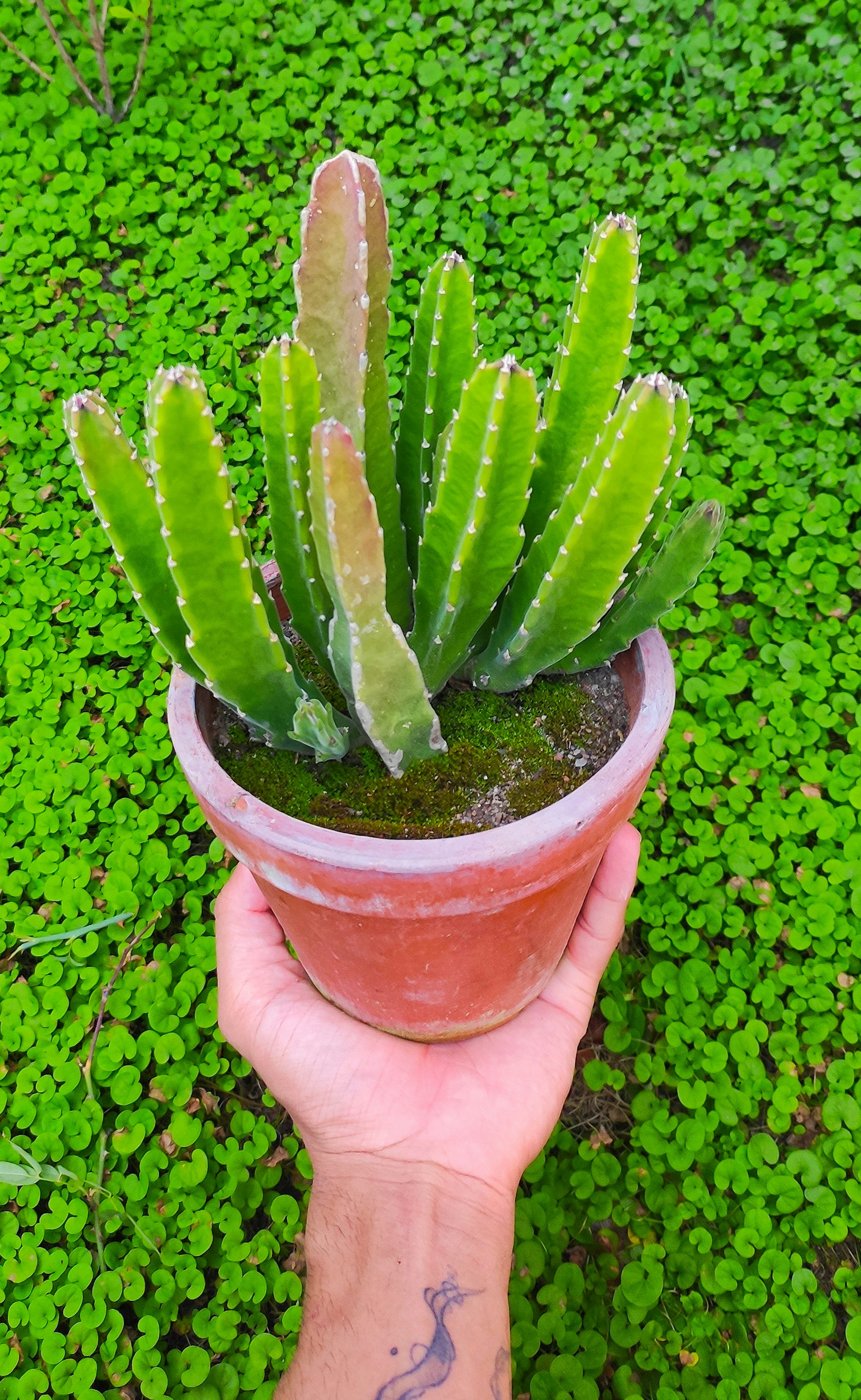 Hand-Held Homegrown Succulent: Green Stems in Terracotta Tenderness