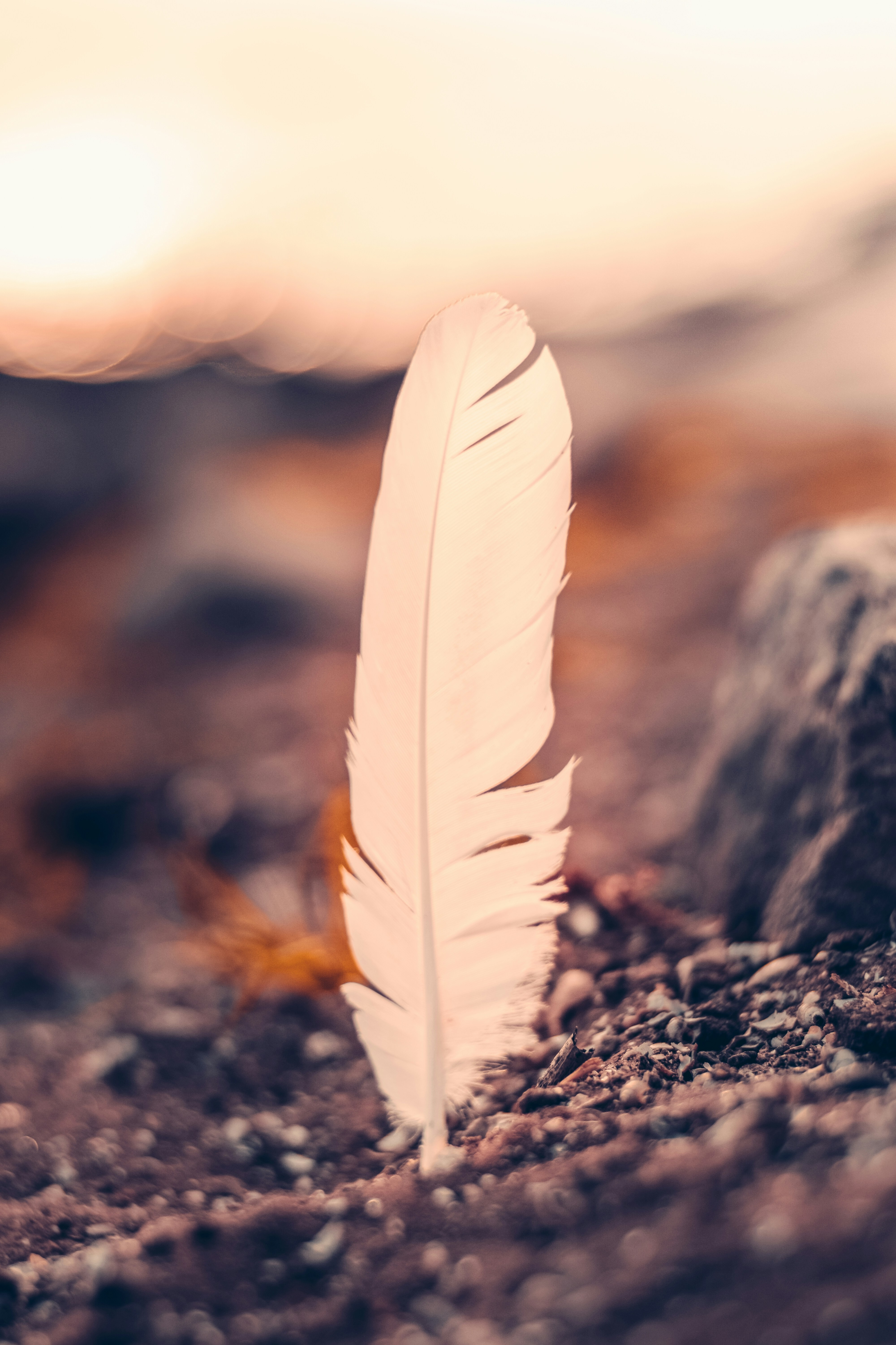 White Feather Iphone Wallpaper