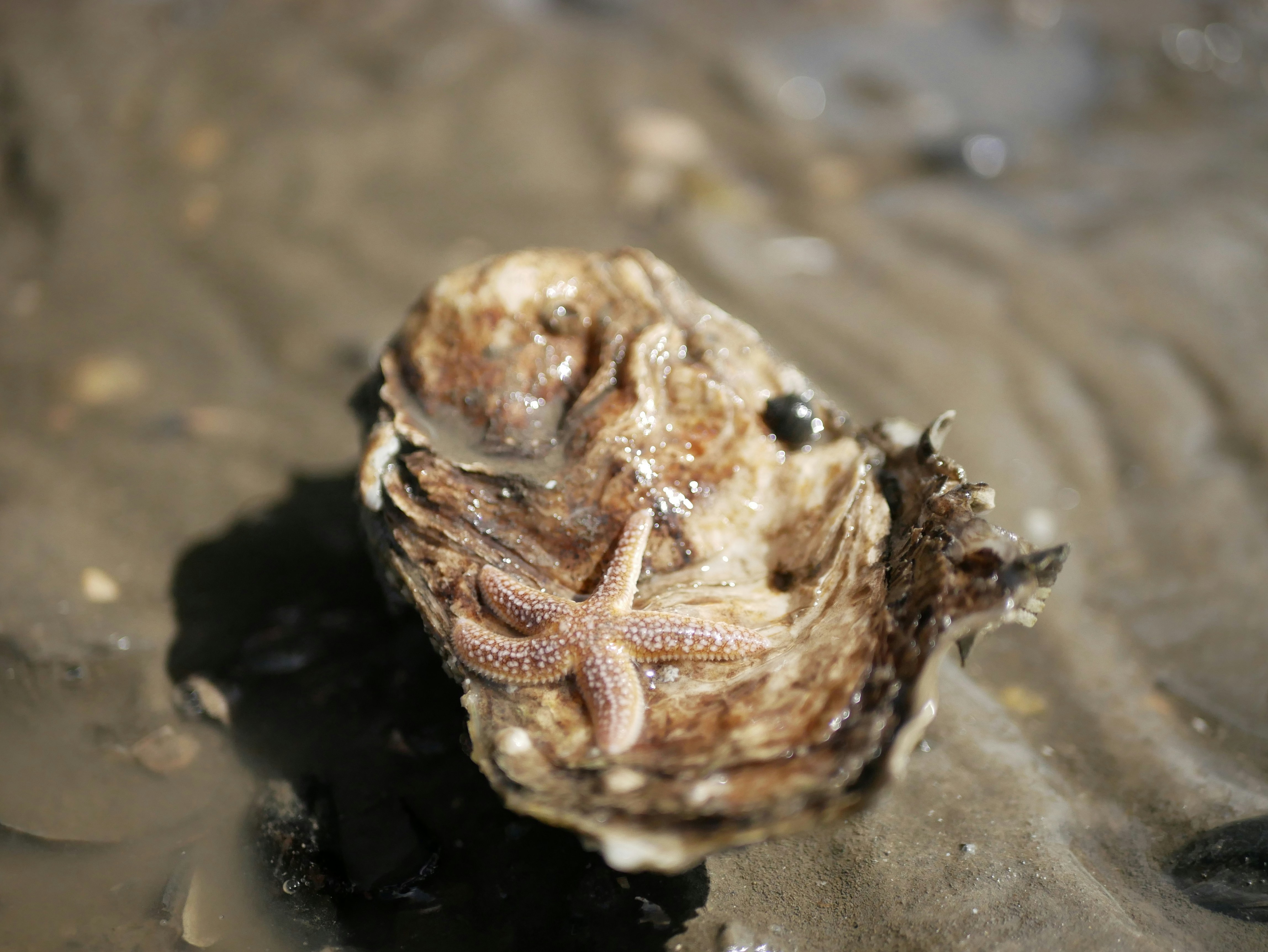 Starfish perched on a textured shell amidst wet sand under sunlight.