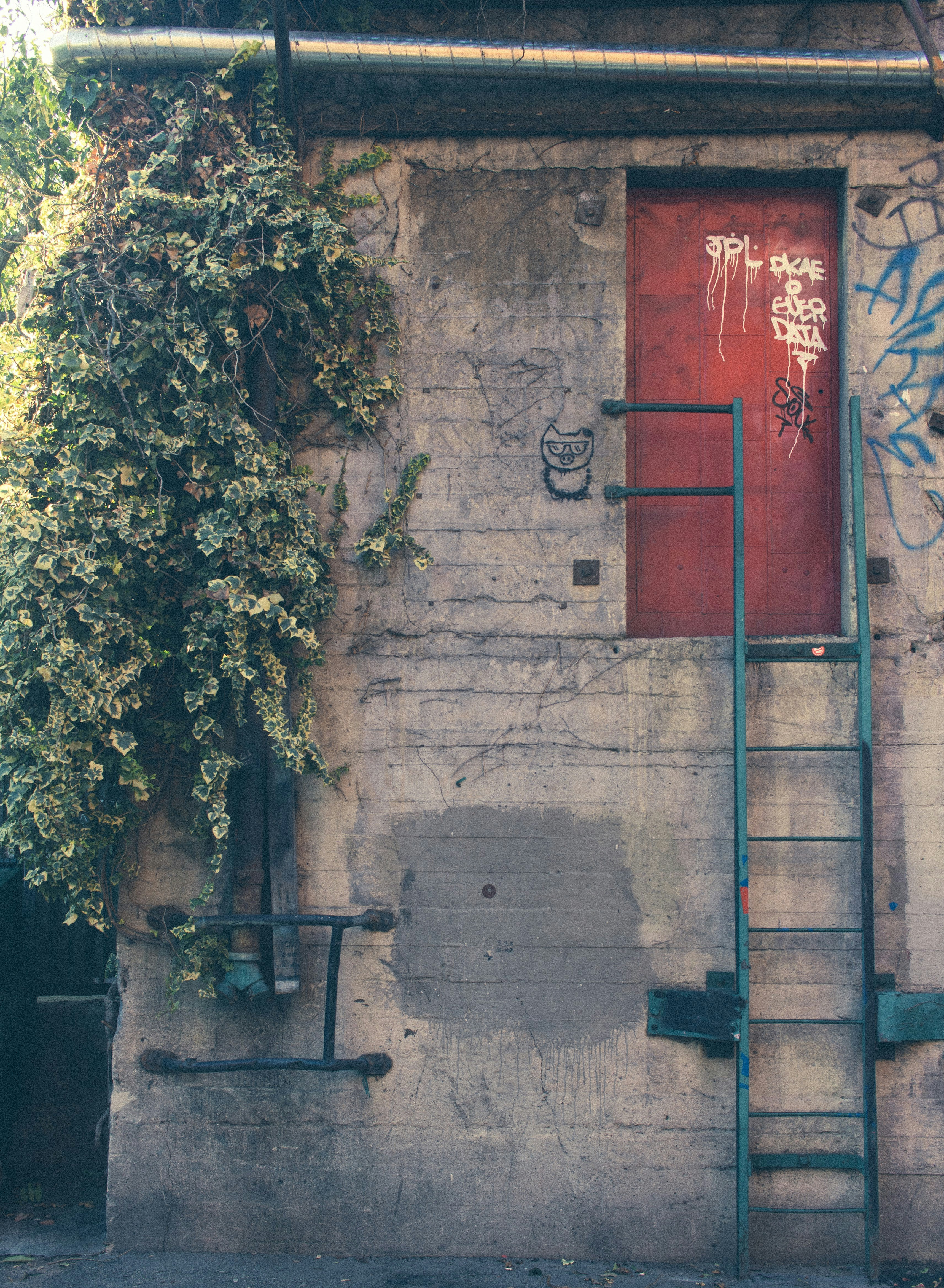 Green plant beside red wooden door photo – Free Downtown los angeles ...