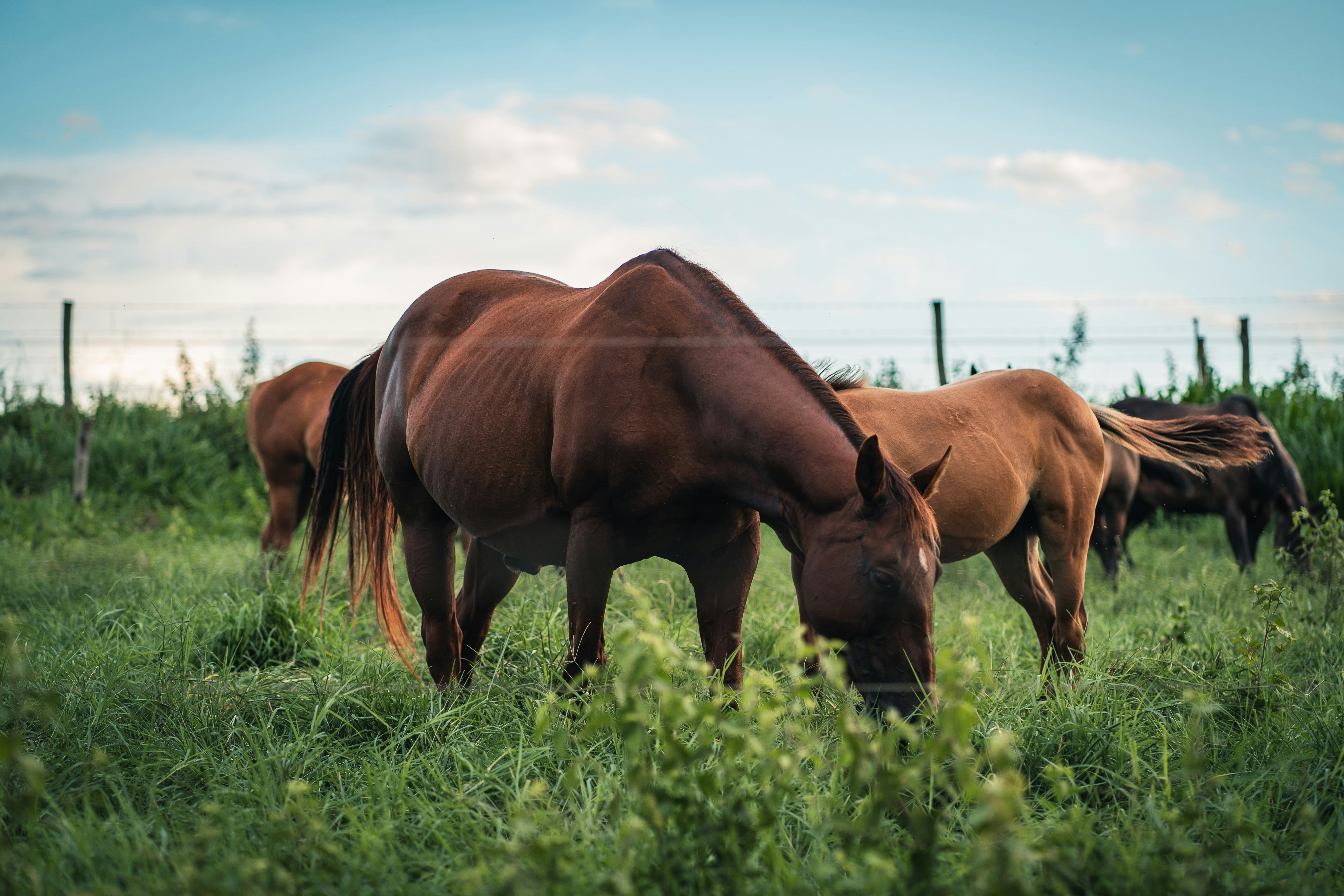 Horse Farm Pictures | Download Free Images on Unsplash