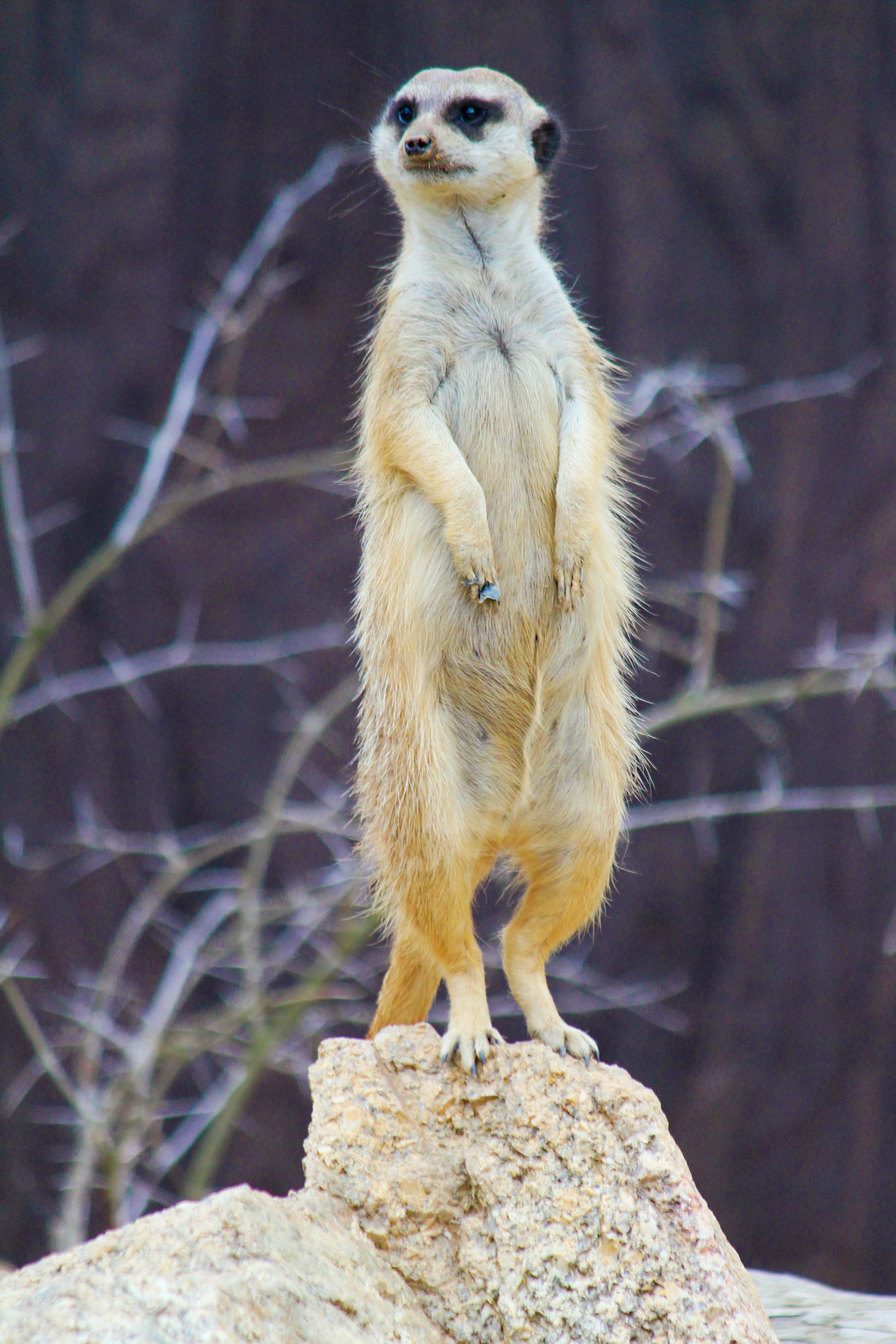 Sentinel on Stone: a meerkat stands guard atop a sunlit rock