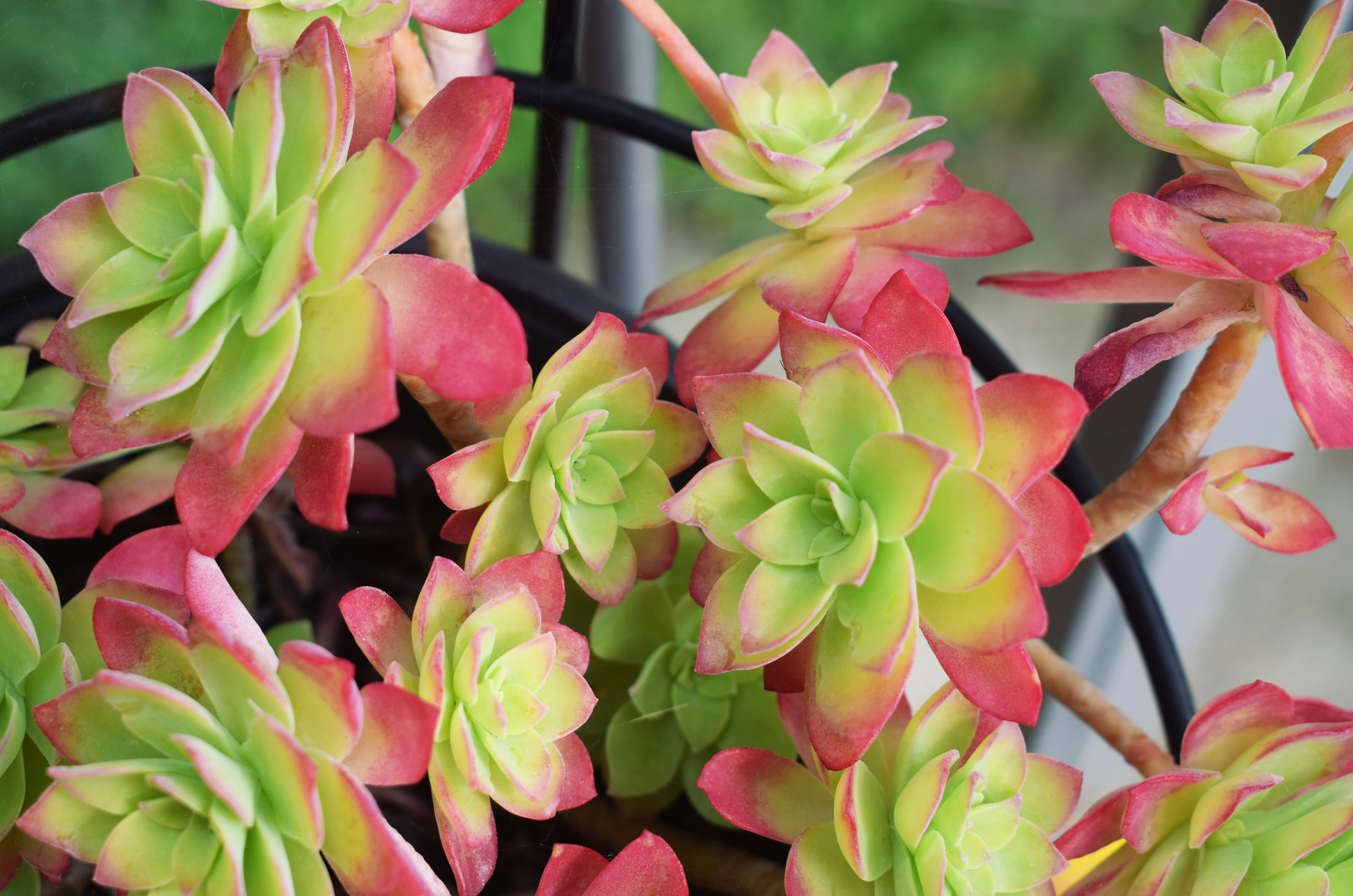 Neon Rosettes: Succulent Blooms in a Summer Basket