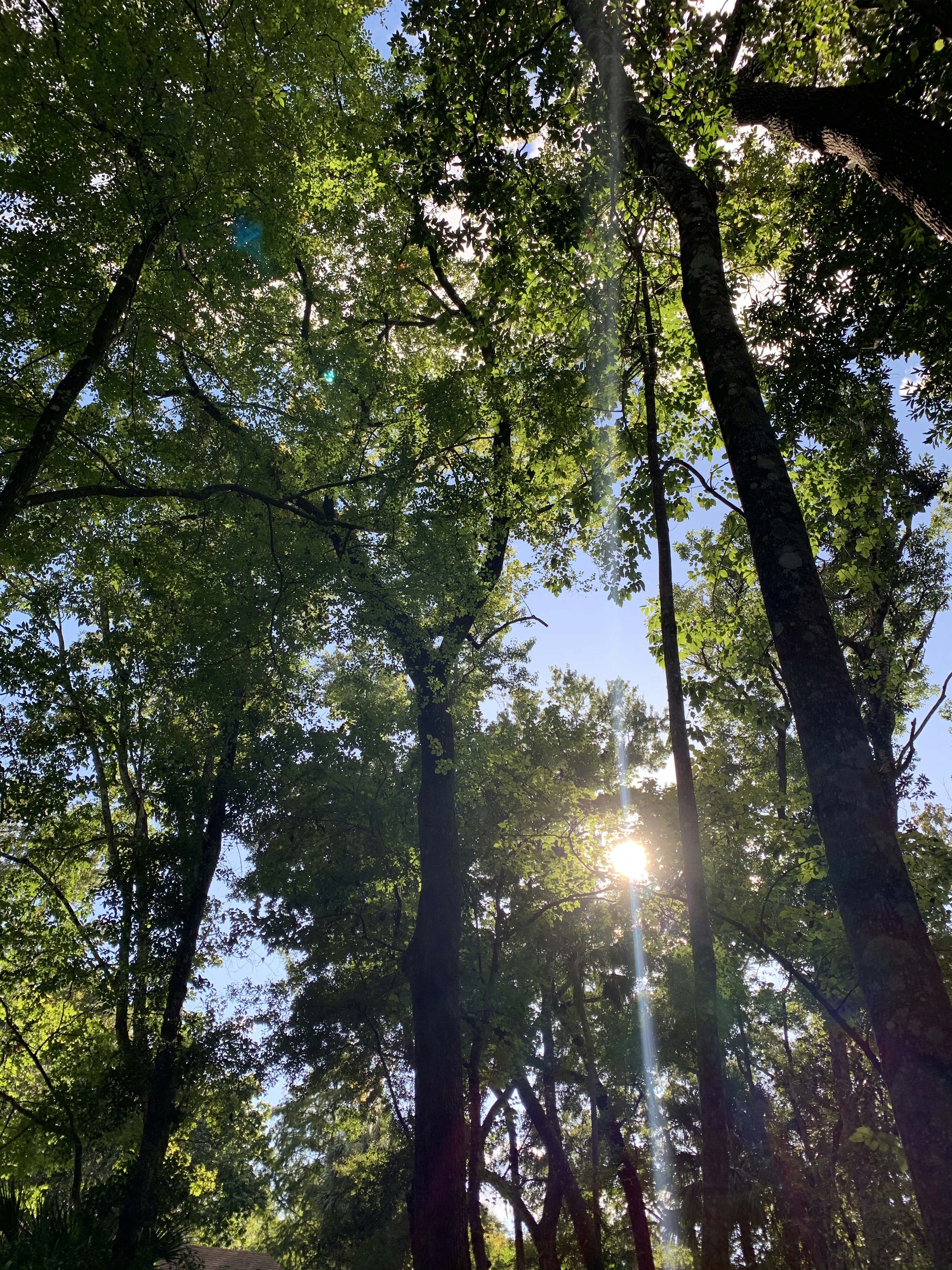 Sun rays coming through green trees photo – Free Ellie schiller ...