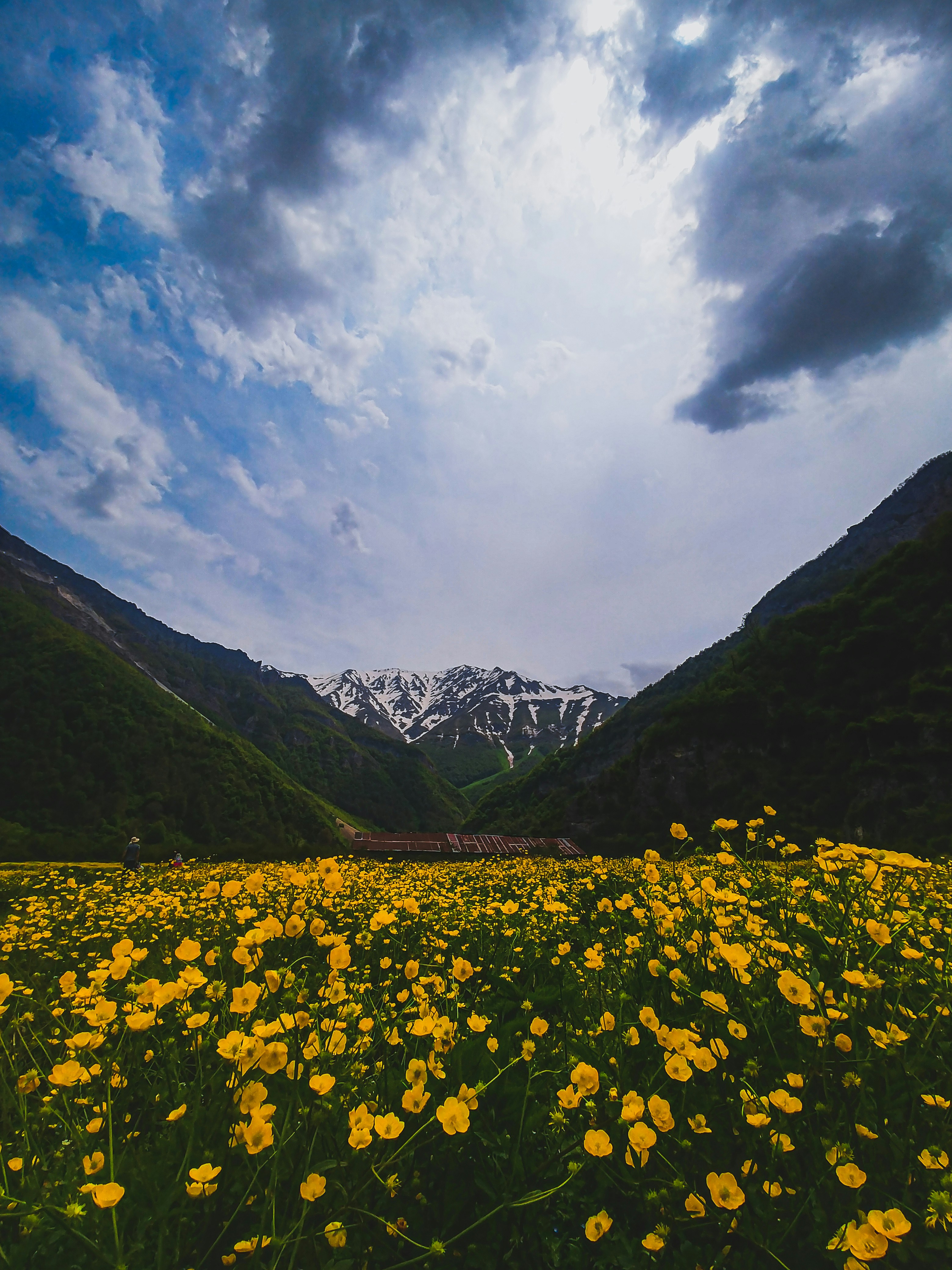 Vibrant yellow flowers blanket a valley, framed by majestic snow-capped mountains under a dramatic sky.