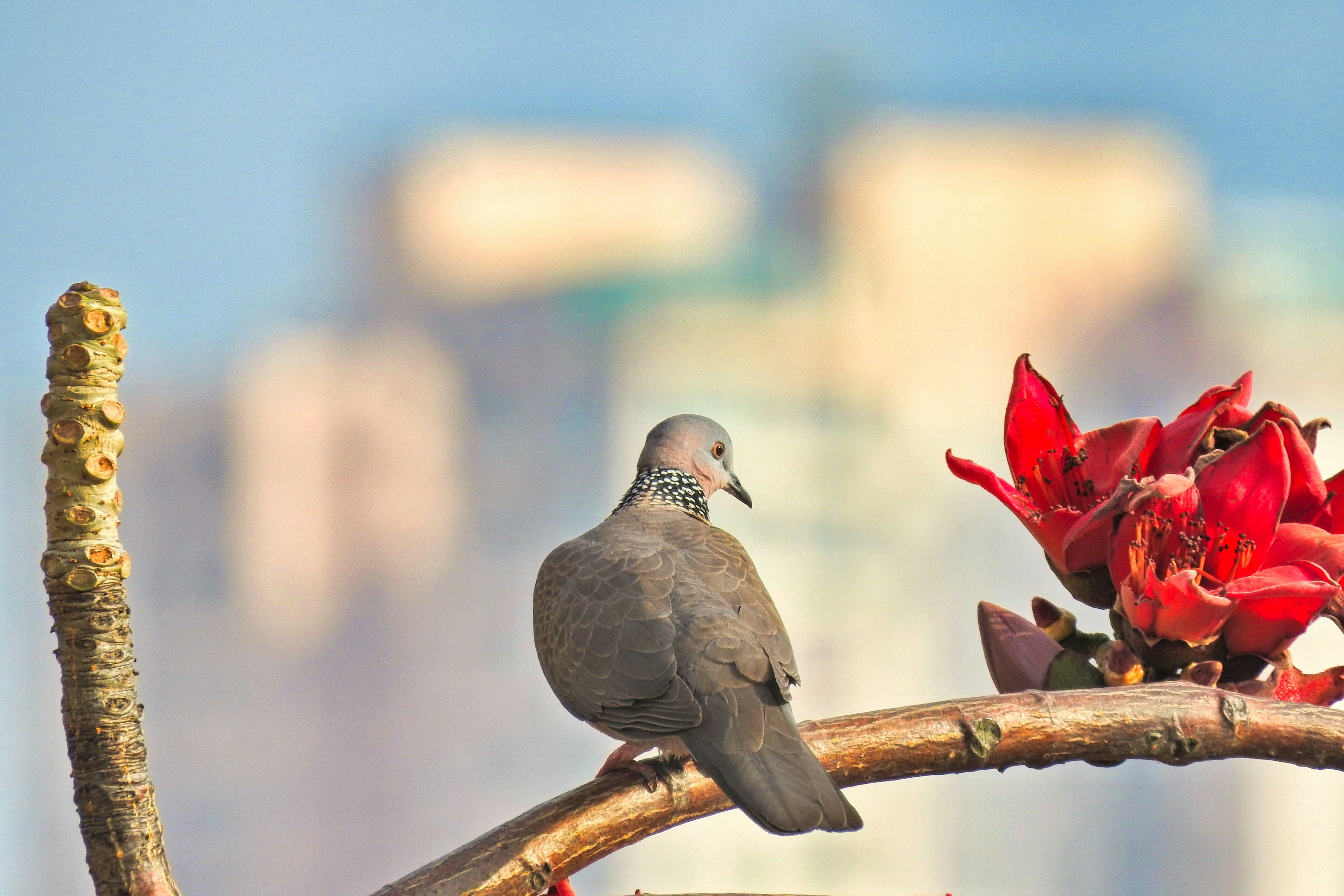 Pigeon on a Blooming Branch with a Quiet City Blur