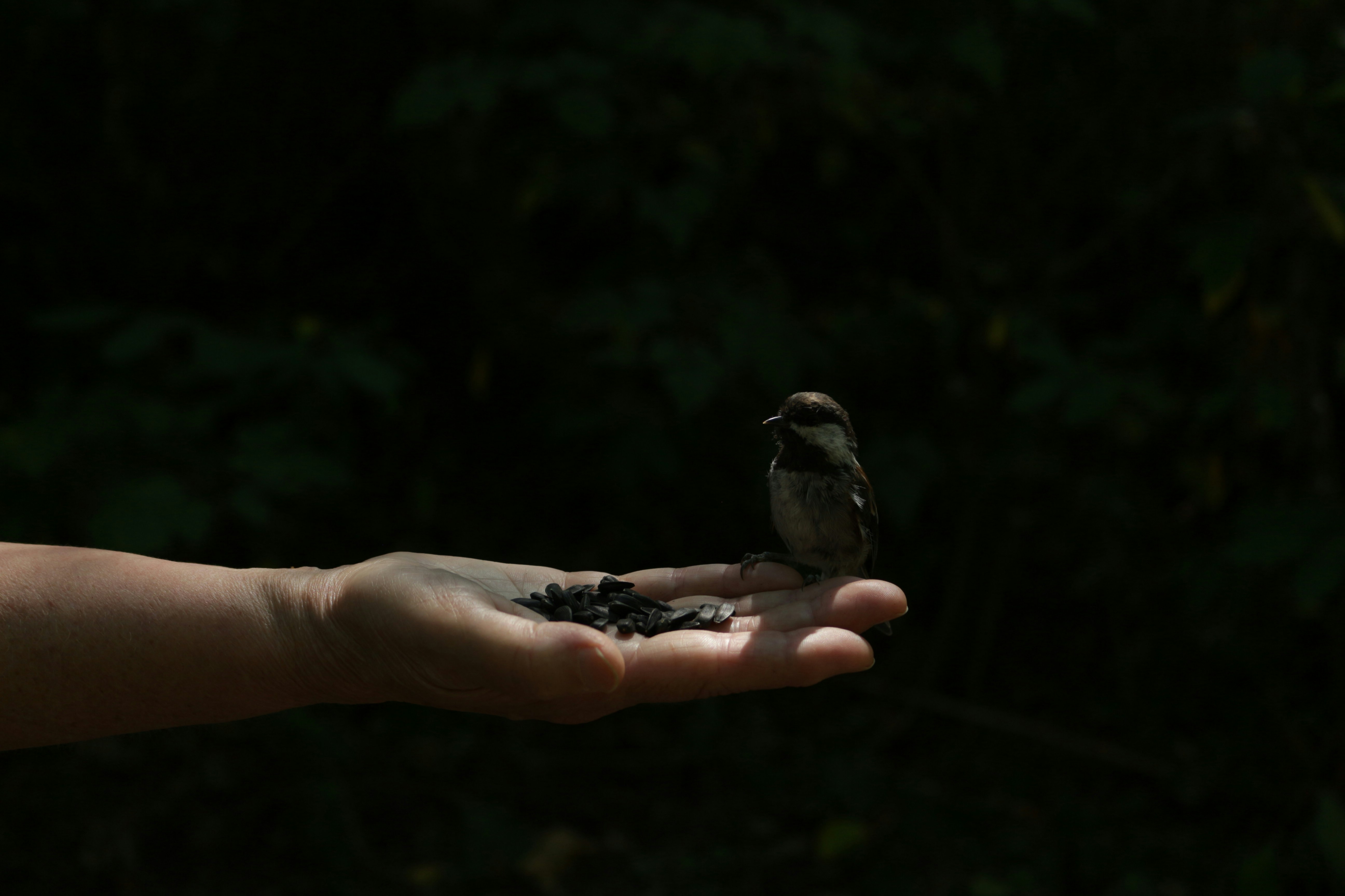 A small sparrow perched on an outstretched hand holding seeds, surrounded by a soft, shadowy forest backdrop.