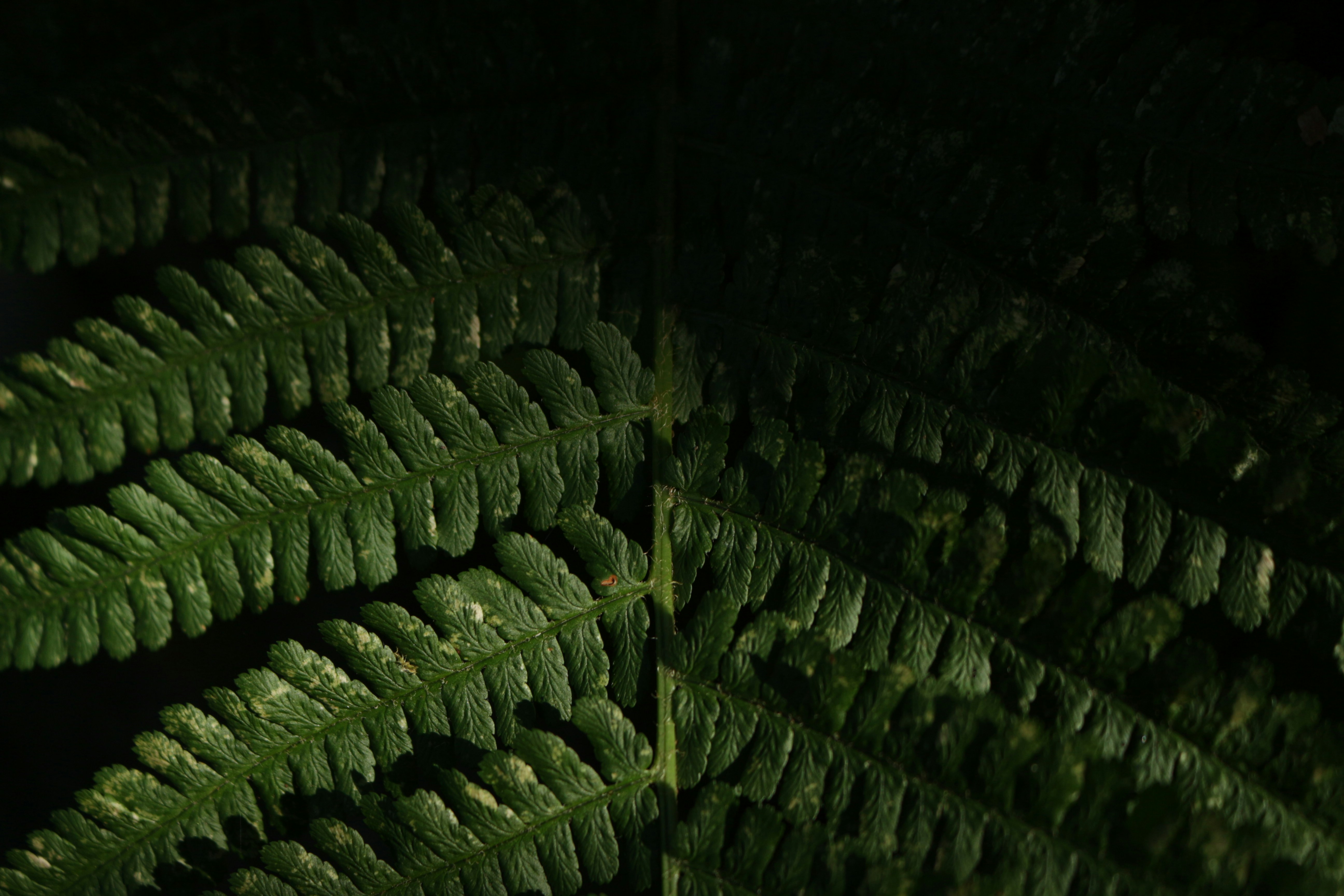 Veins in Velvet: A Macro Portrait of a Fern Frond