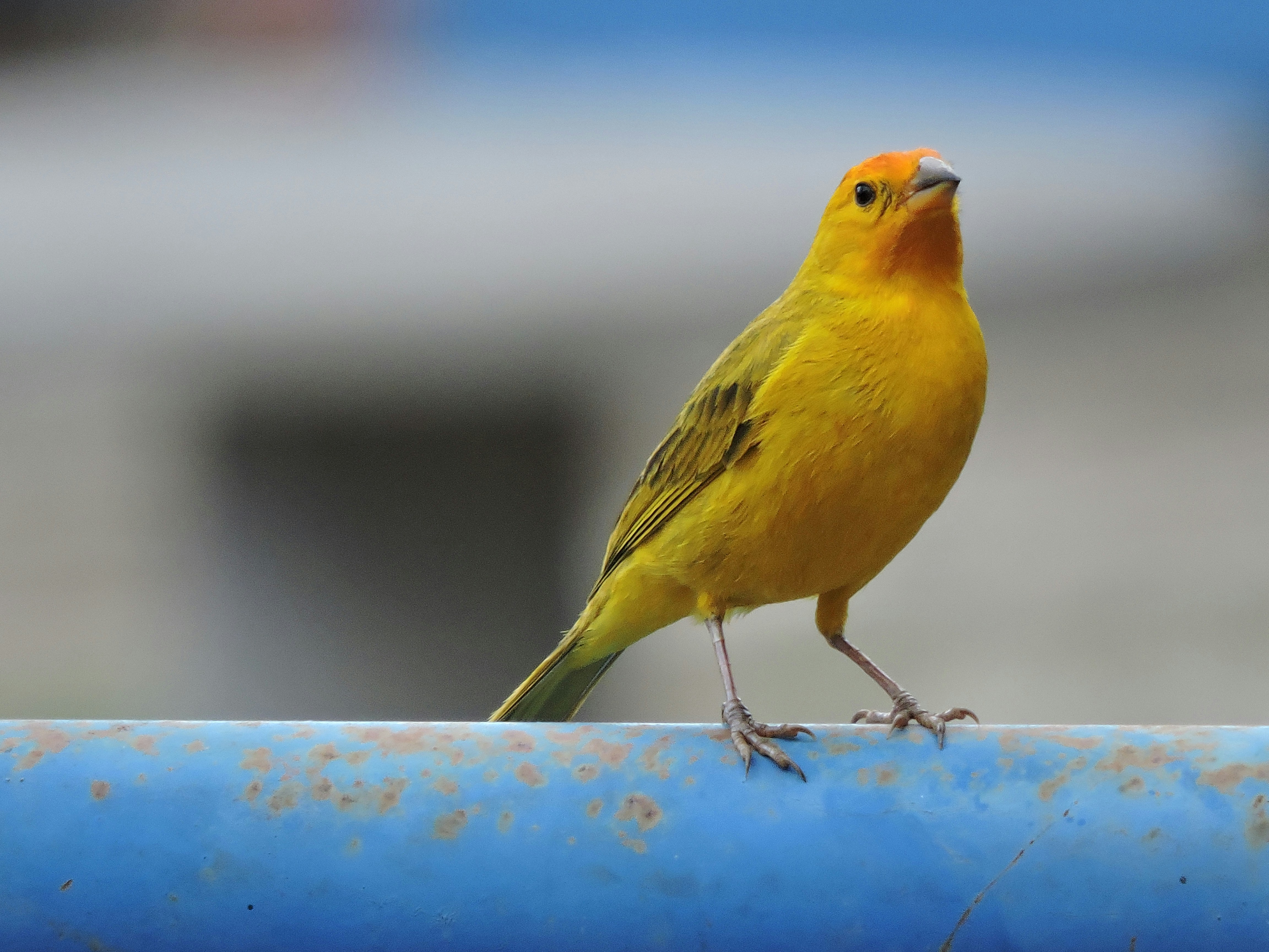 A bright yellow canary perched on a blue railing, showcasing its vivid plumage against a blurred background.