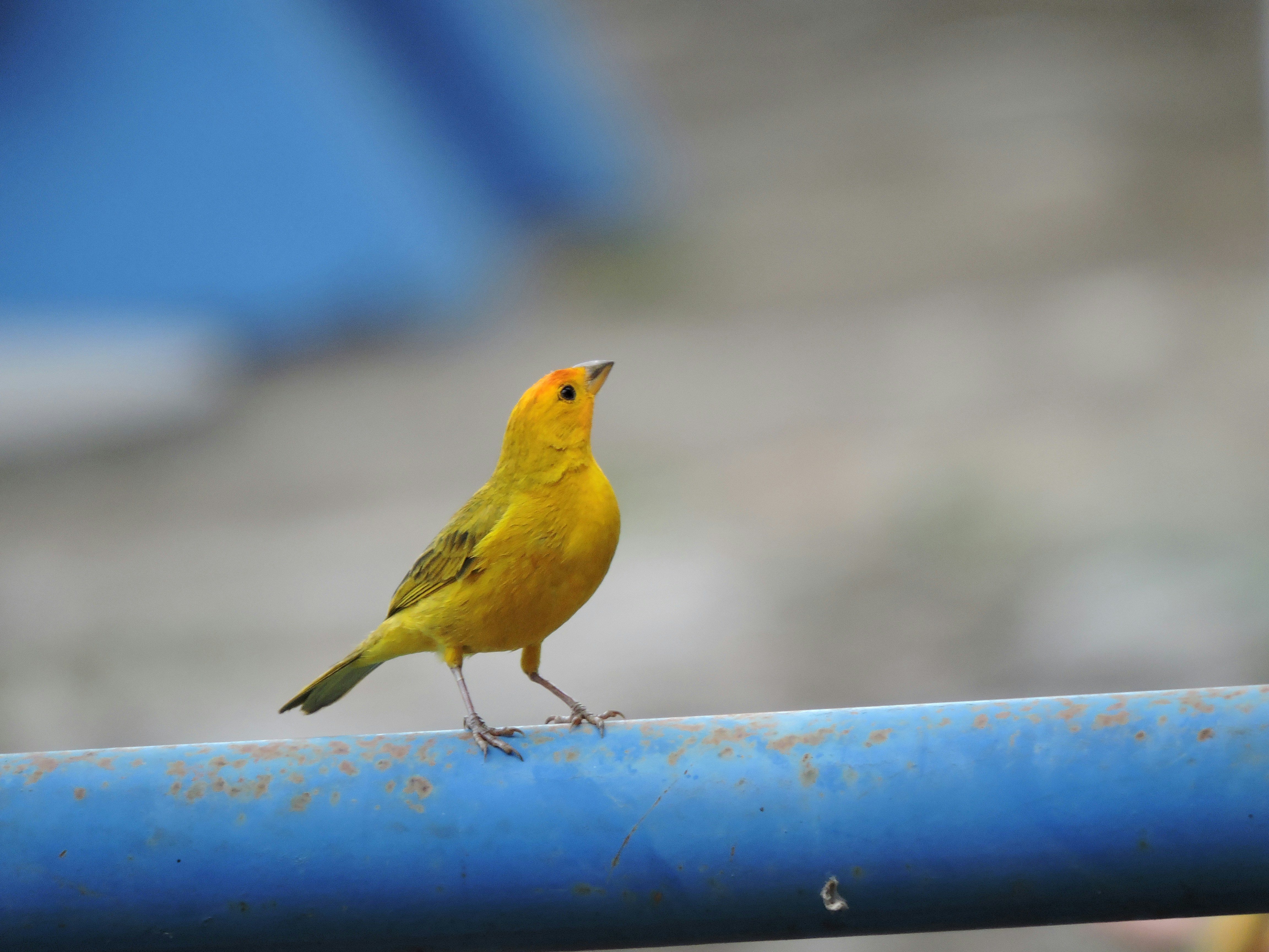 Vibrant yellow bird perched on a blue railing, showcasing its striking plumage against a blurred background.