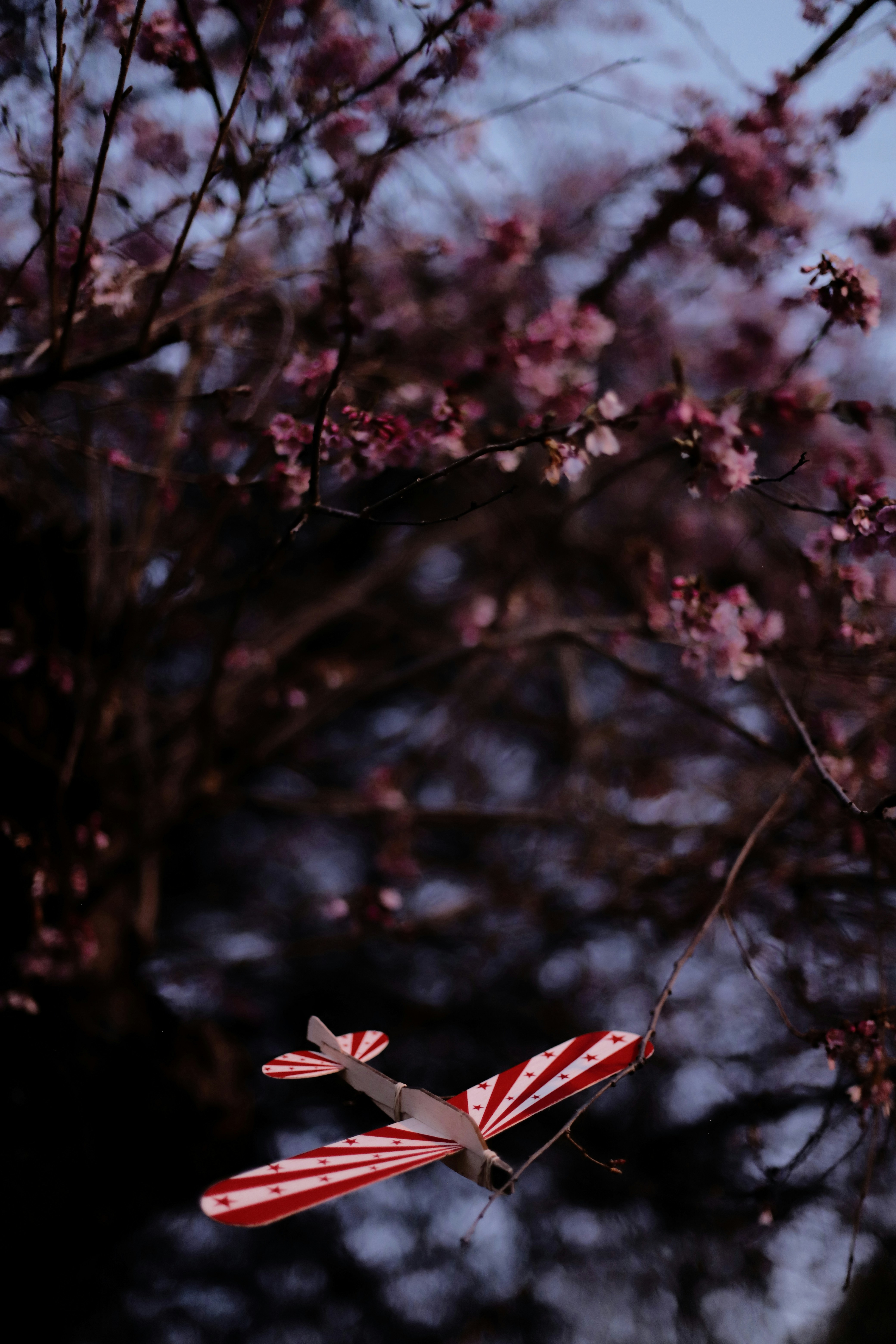 Dusk Glide Through a Blooming Veil: Striped Model Airplane Among Cherry Blossoms