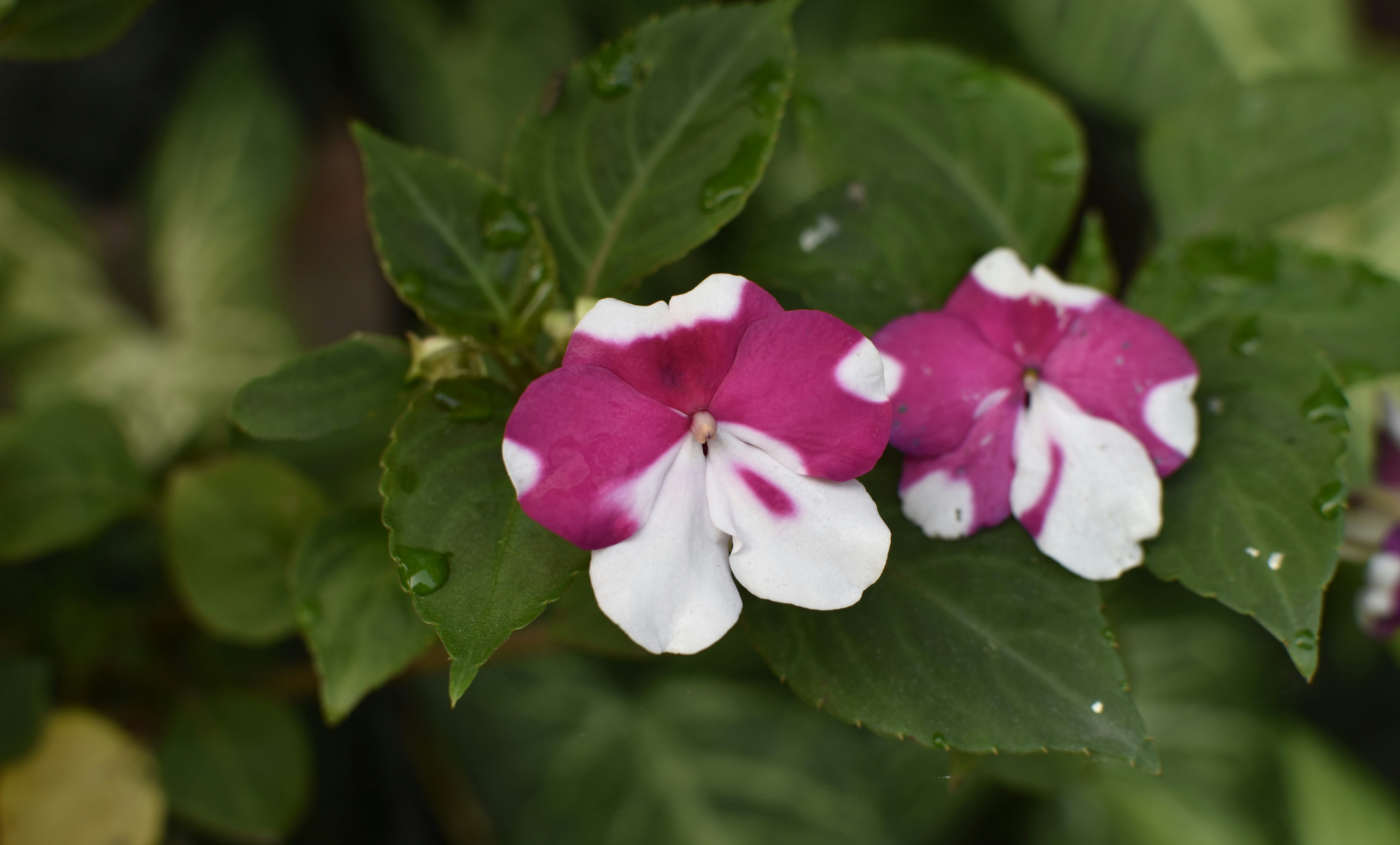sijar rai (@sijrai) | Unsplash Photo Community