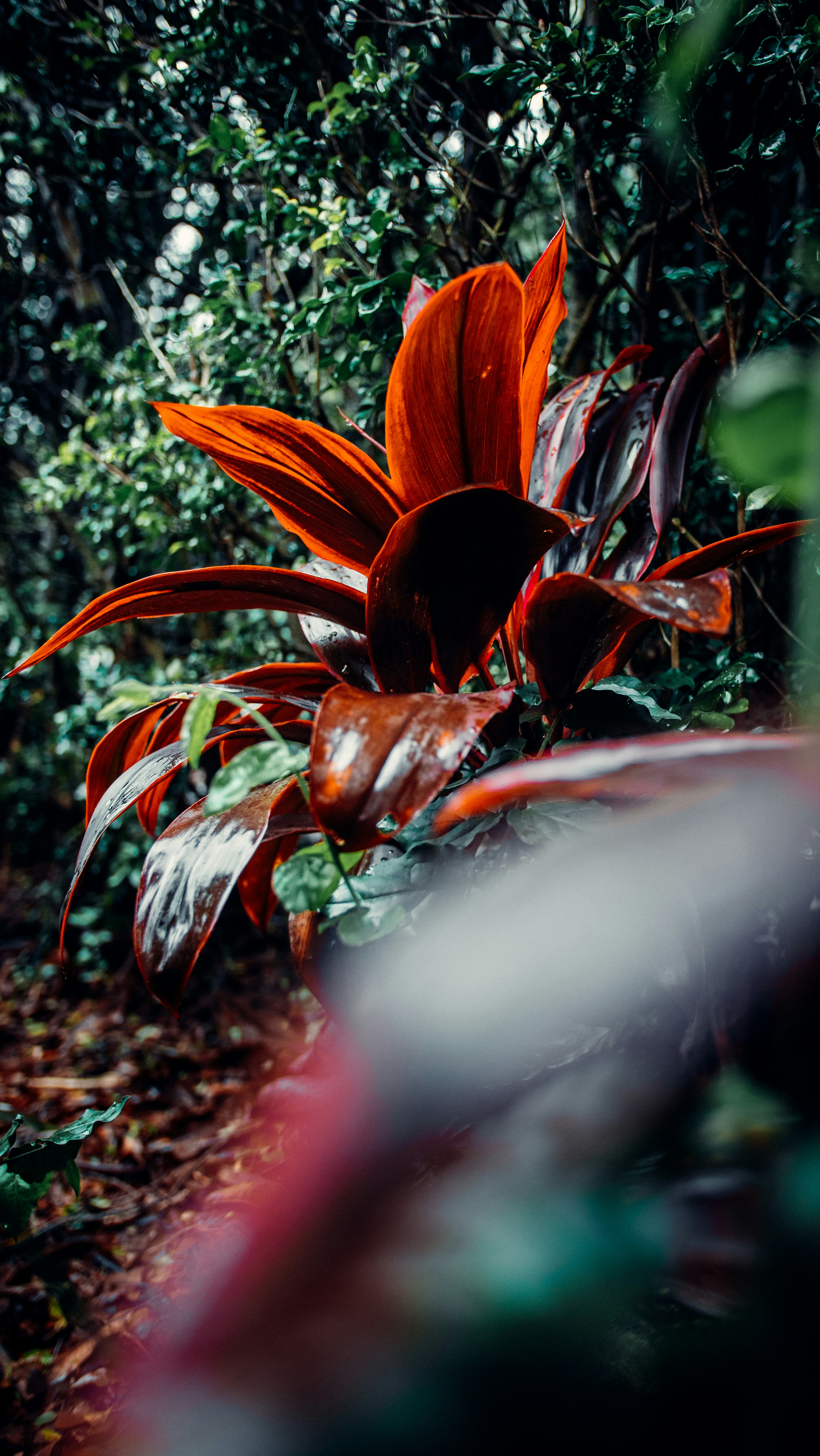 Scarlet Leaves Piercing a Verdant Understory
