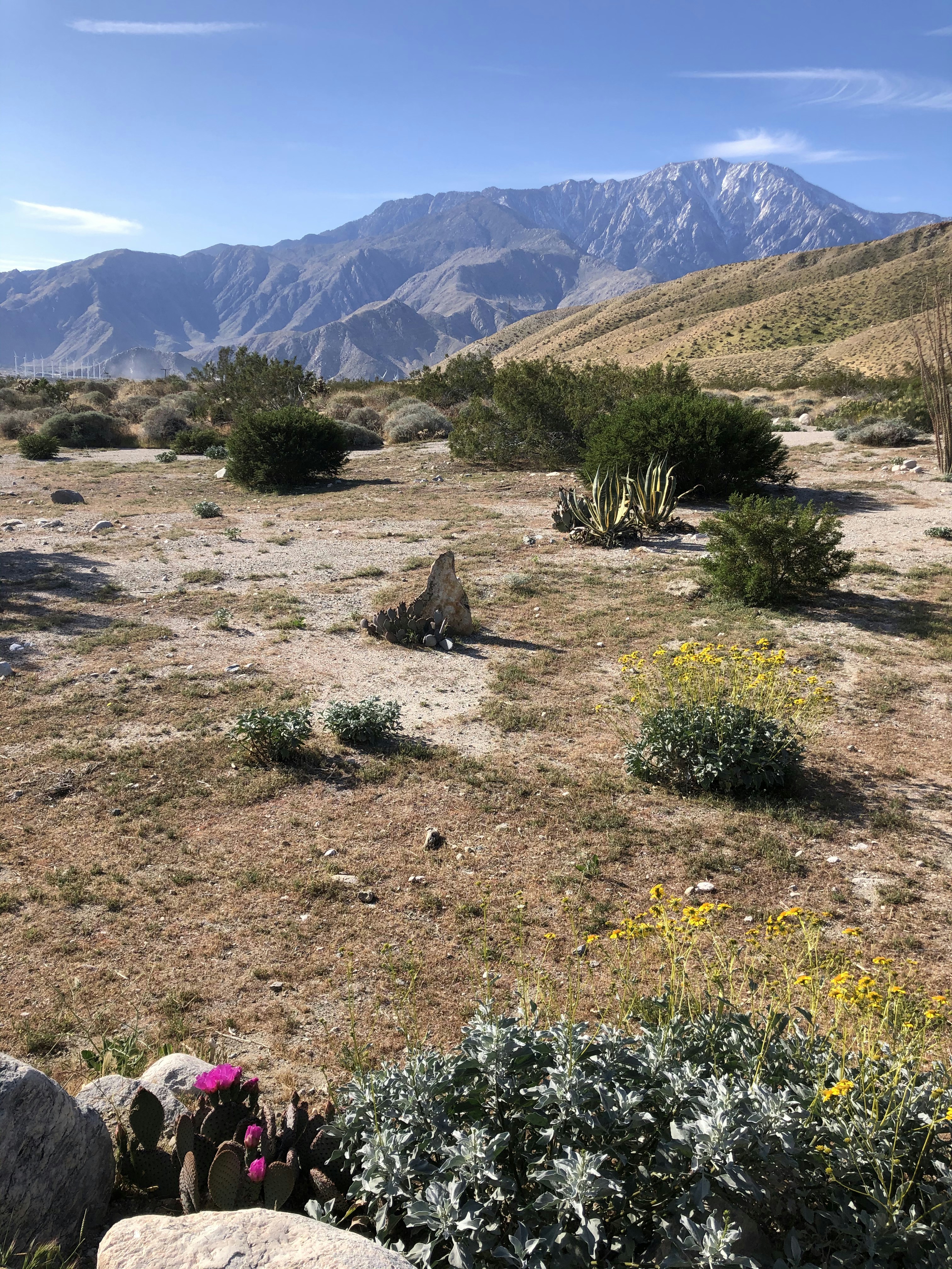 Vibrant desert flora in the foreground with a majestic mountain range in the background under a clear blue sky.