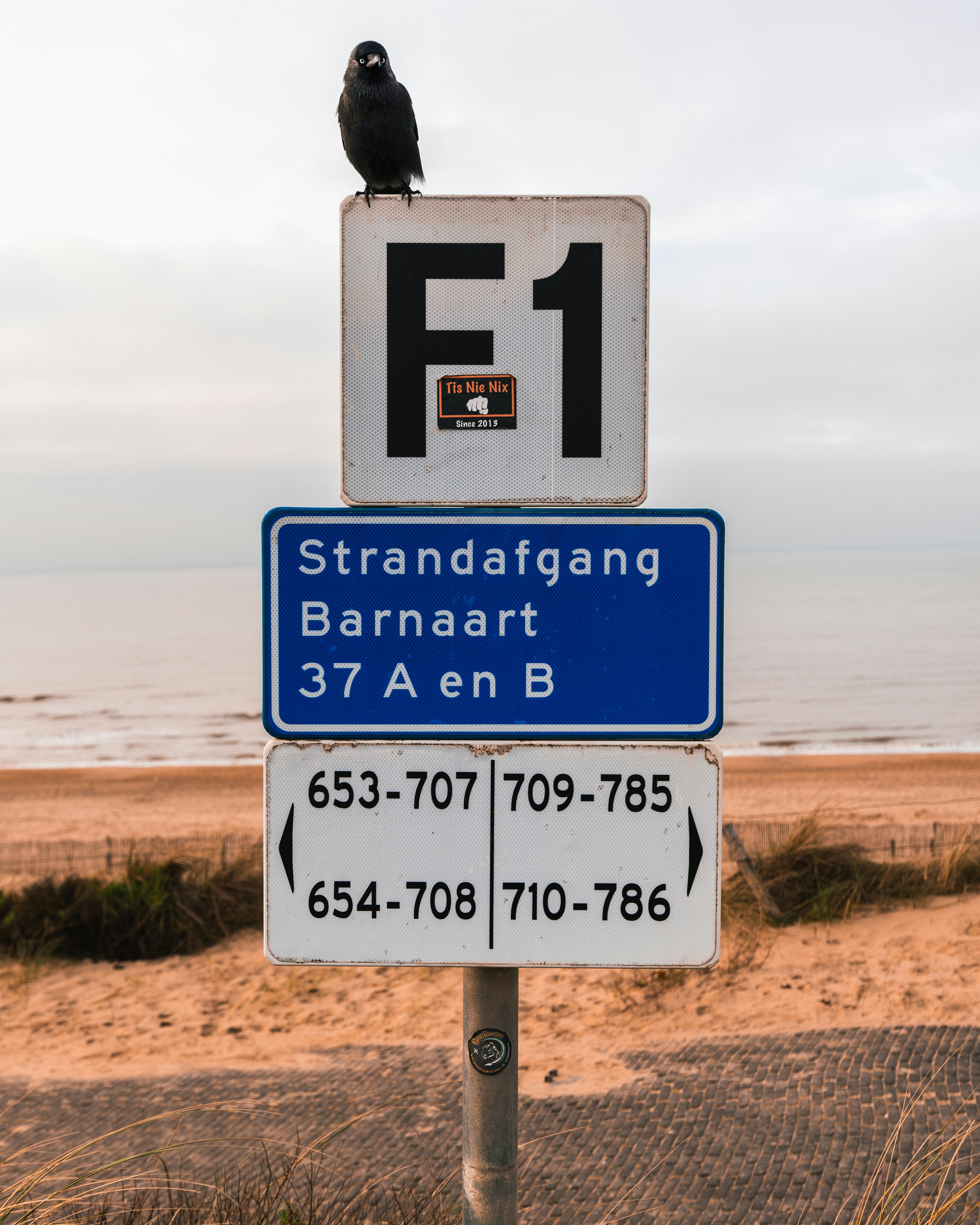 Raven Perches Above a Weathered Coastal Sign on a Windswept Beach