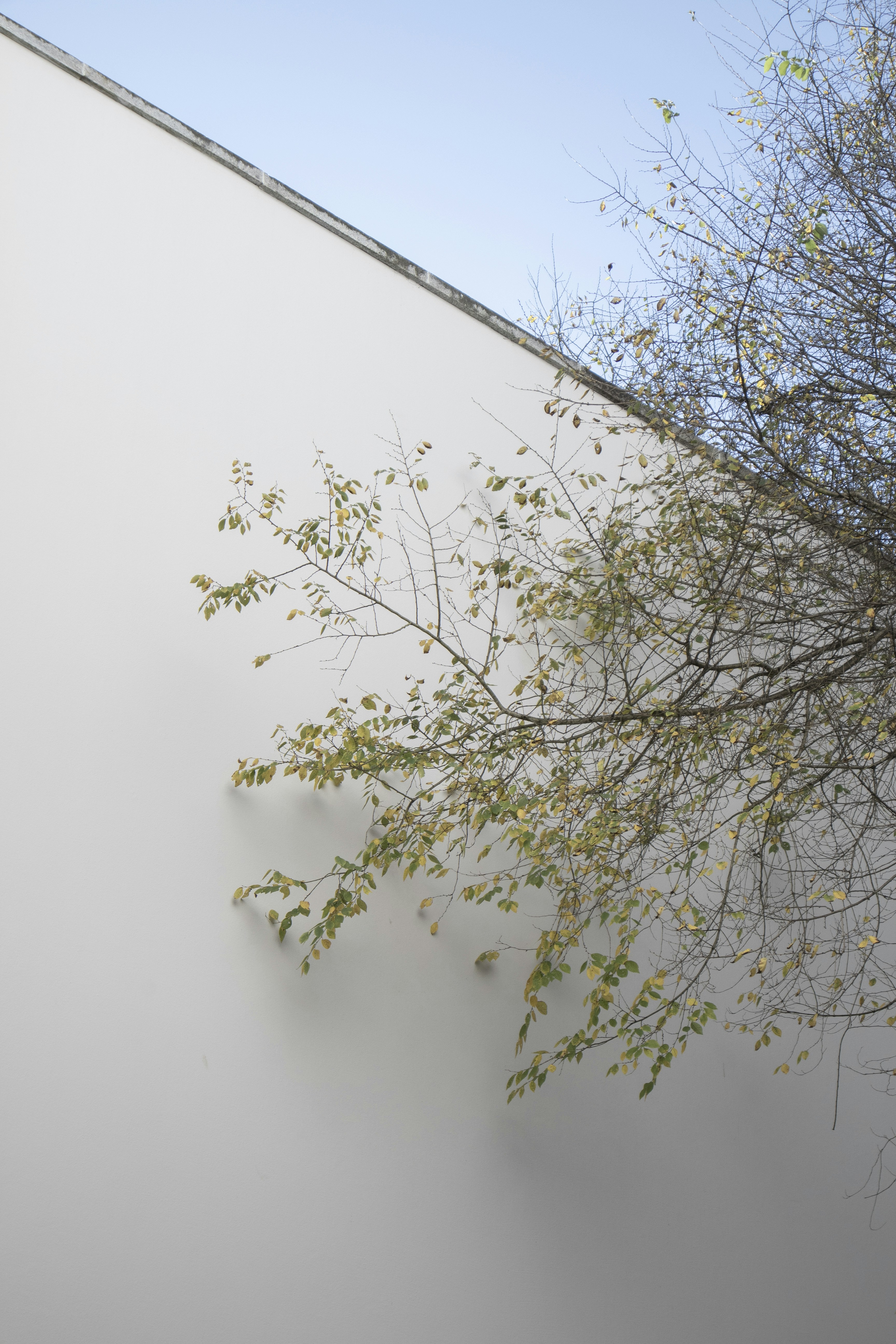 Minimal Tree Pictures | Download Free Images on Unsplash