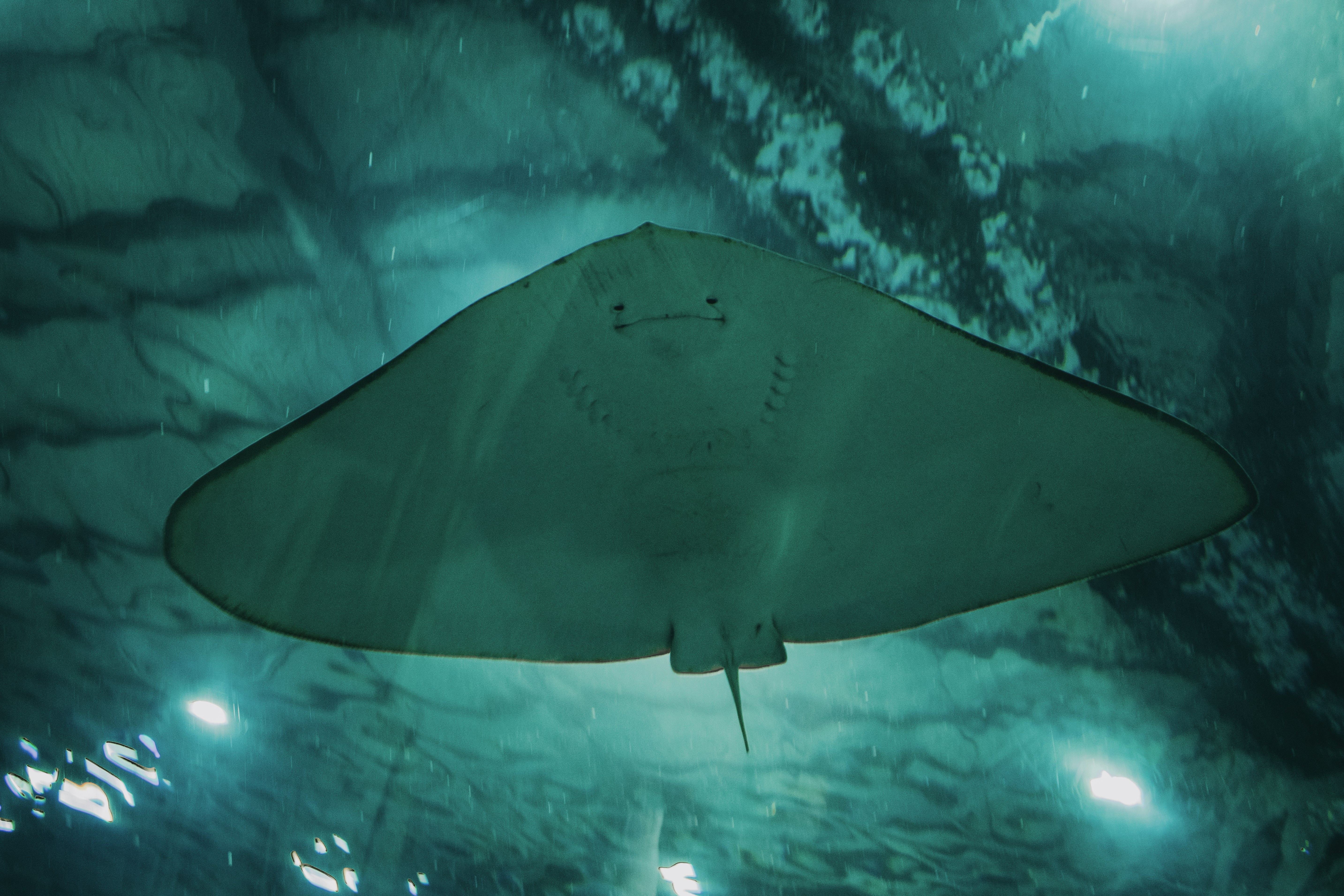 Majestic Glide Beneath the Waves