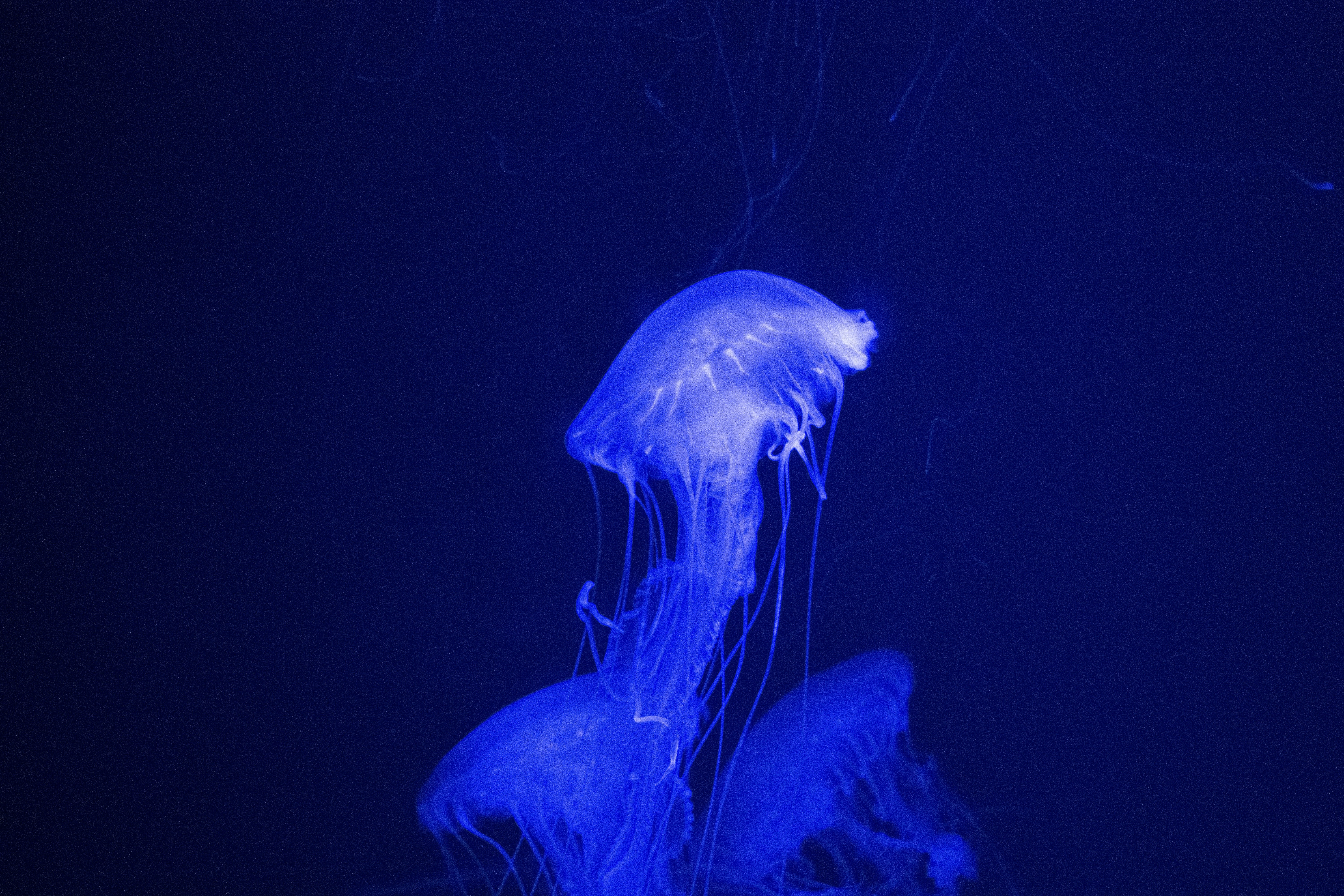 Translucent jellyfish gracefully floating in deep blue water, illuminated by soft light.