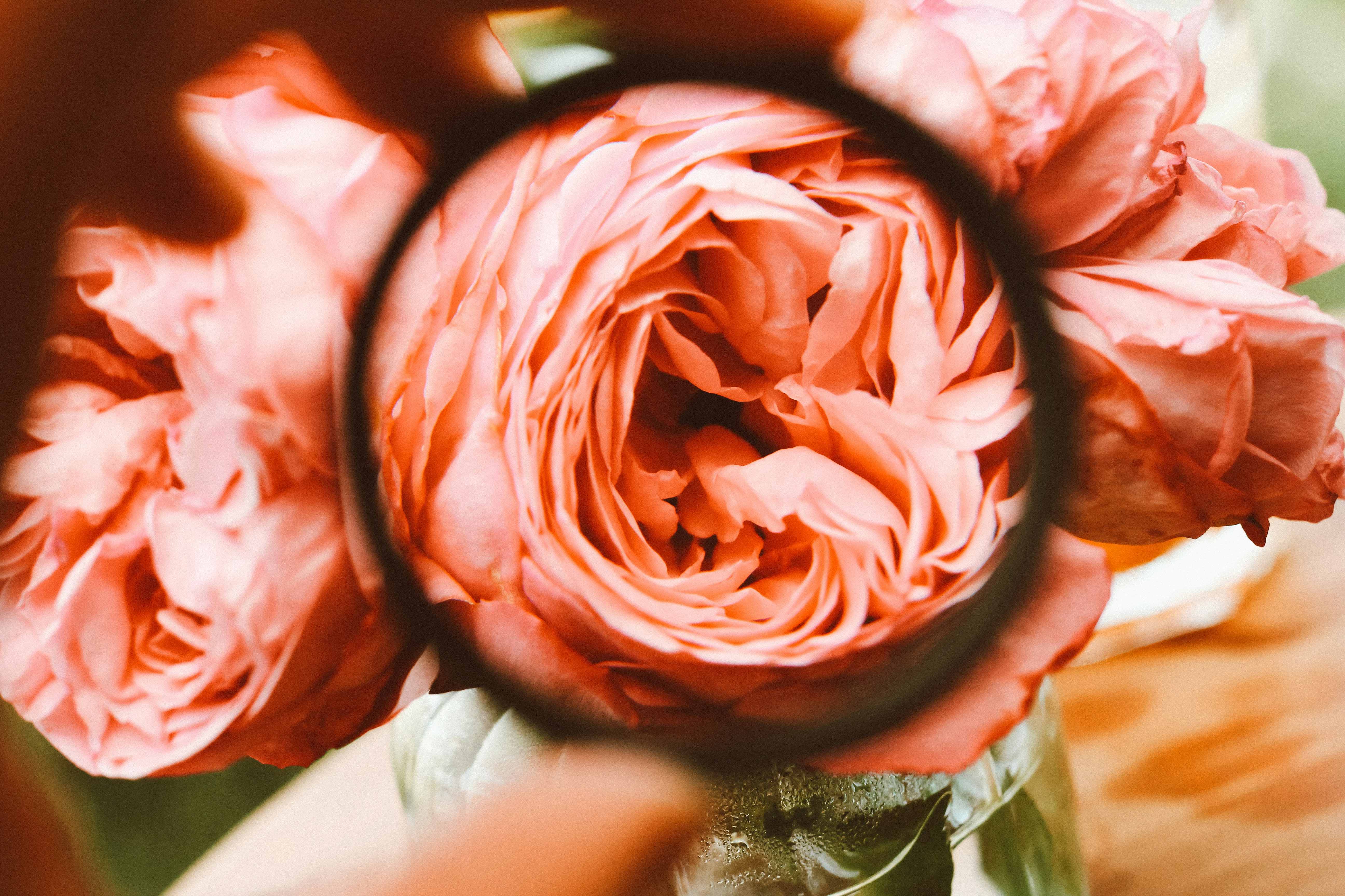 Through the Bloom: A Close-Up of a Rose Cosmos