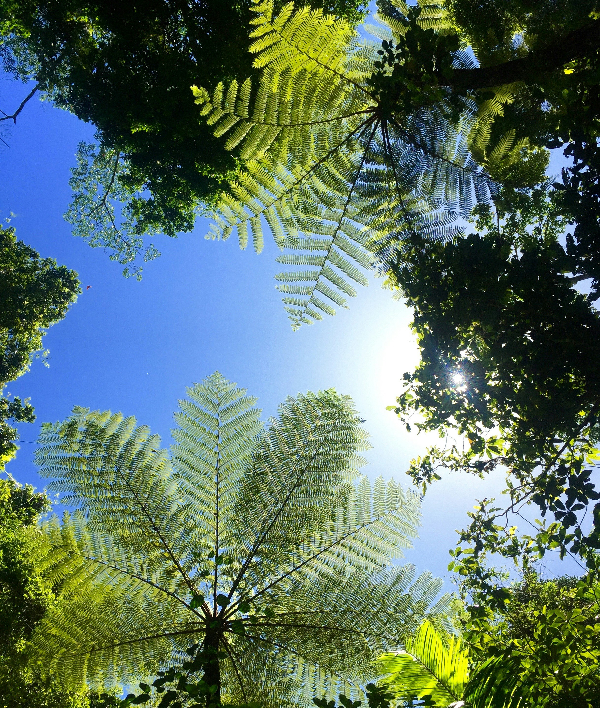 Fern Canopy Under a Radiant Sky