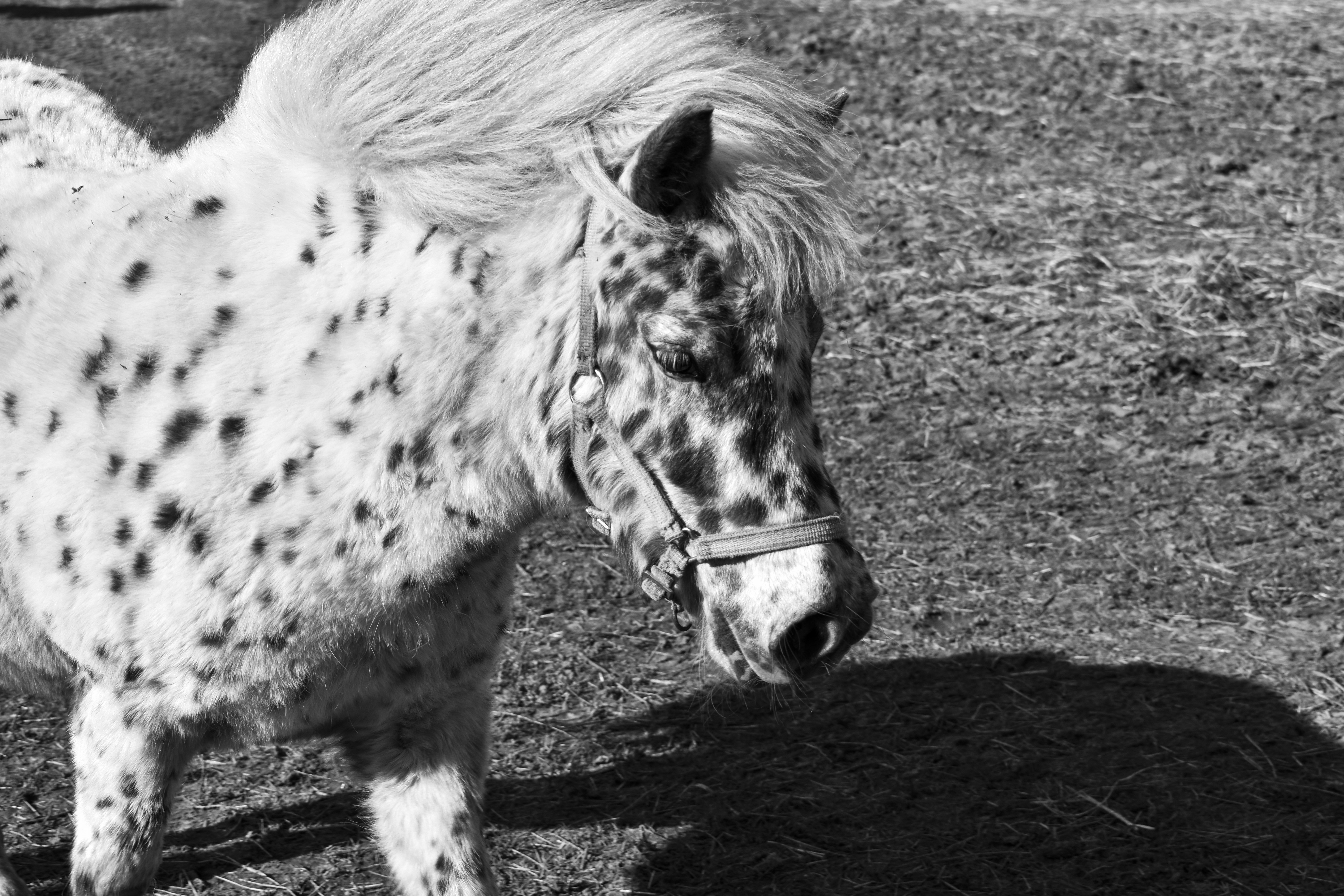 grayscale photo of horse eating grass