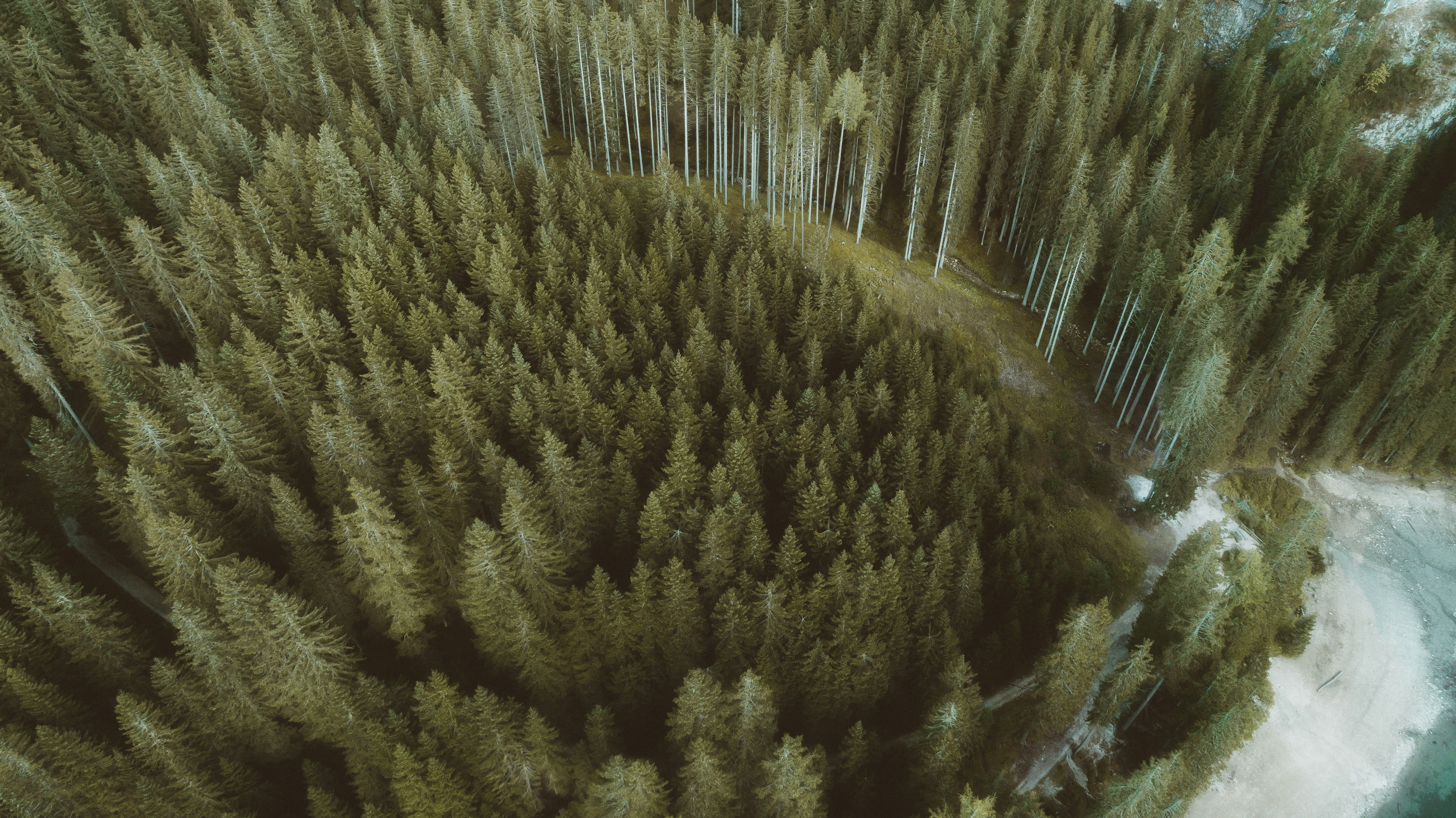 Sand Ribbon Along the Pine Edge: An Aerial Forest Study