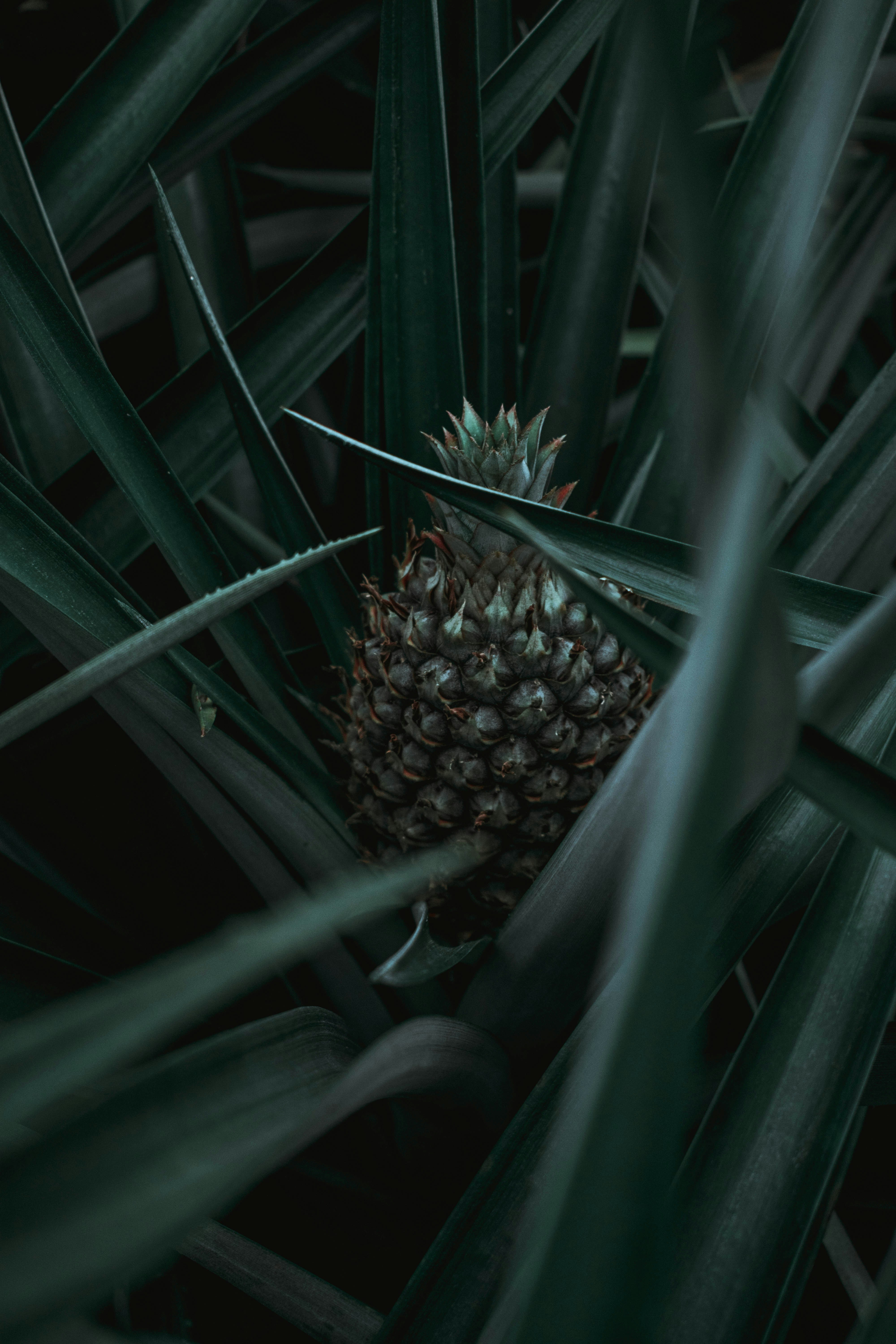 green and brown pineapple fruit