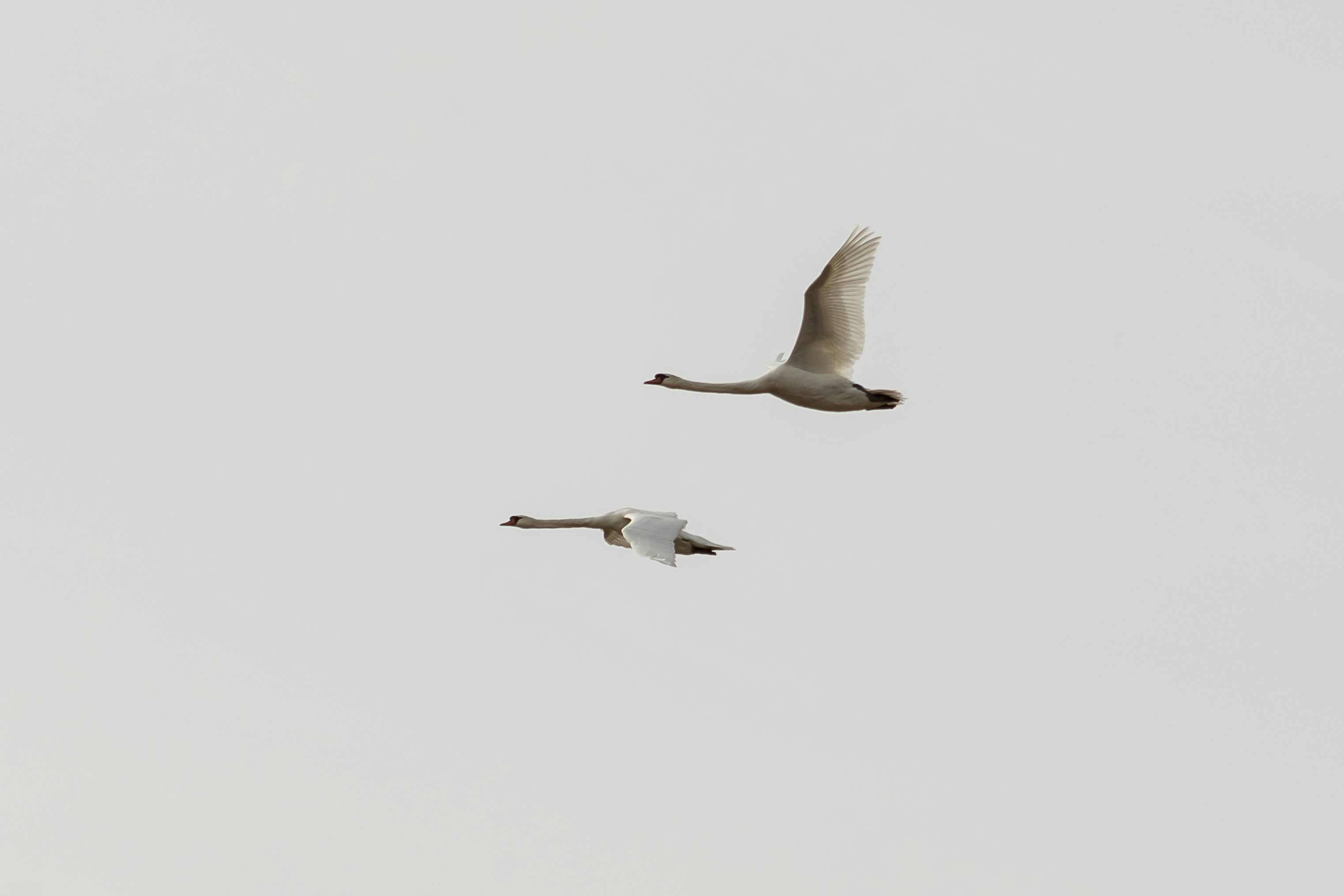 Twin Swans in a Quiet, Pale Sky