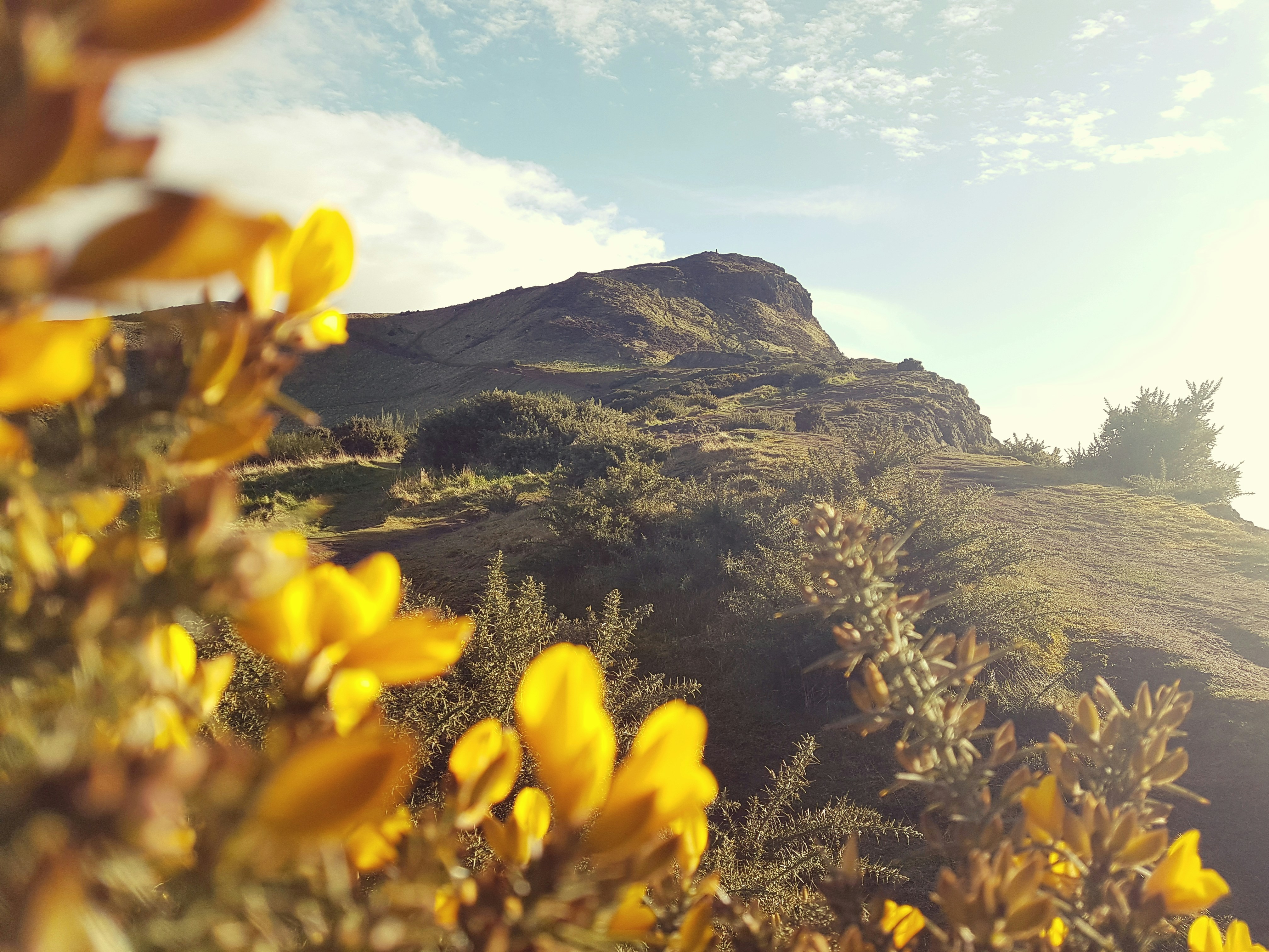 Golden Wildflowers Framing a Quiet Mountain Ridge
