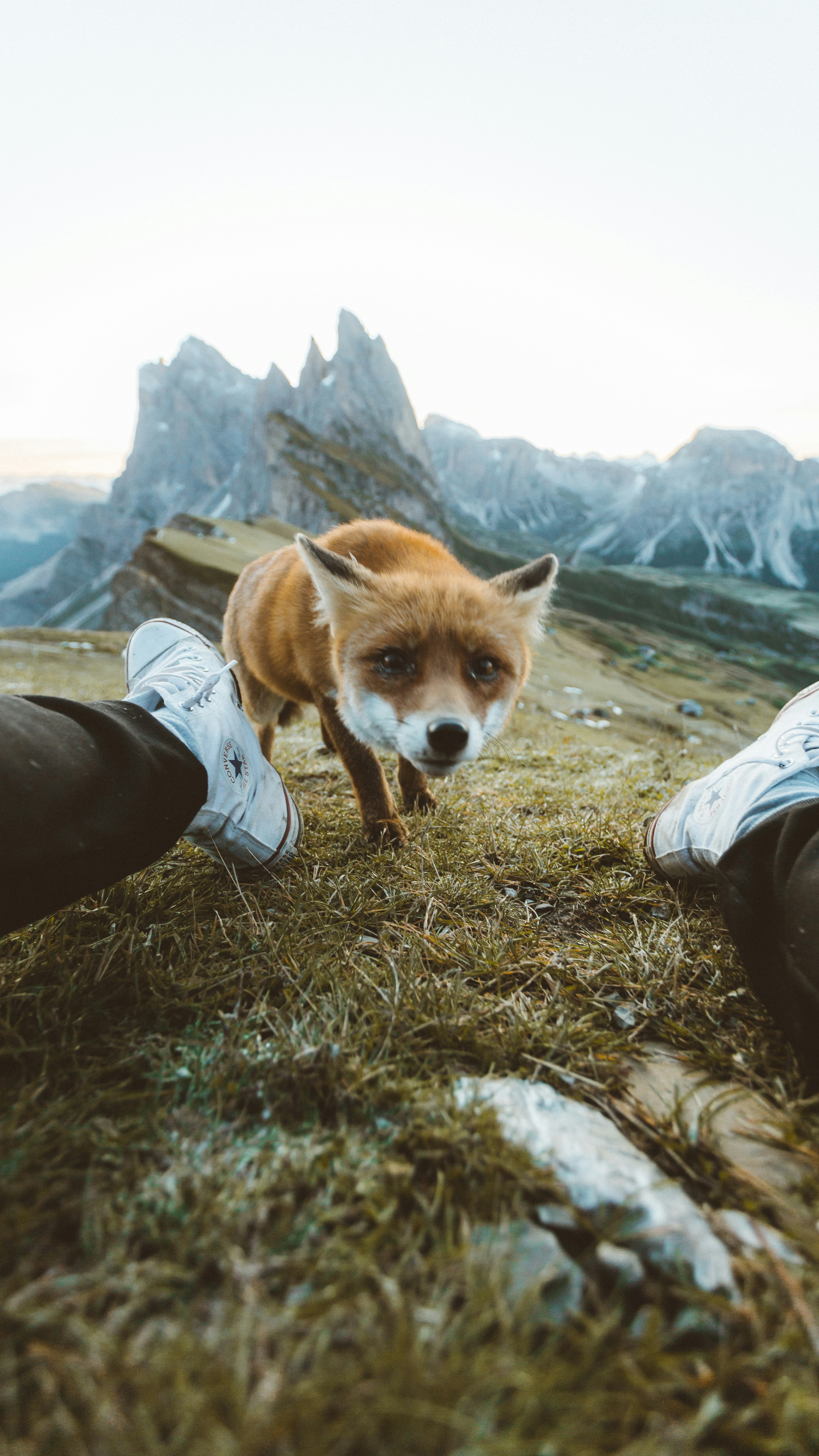 Alpine Ridge Encounter: A Curious Fox-Dog on a Wind-Worn Slope