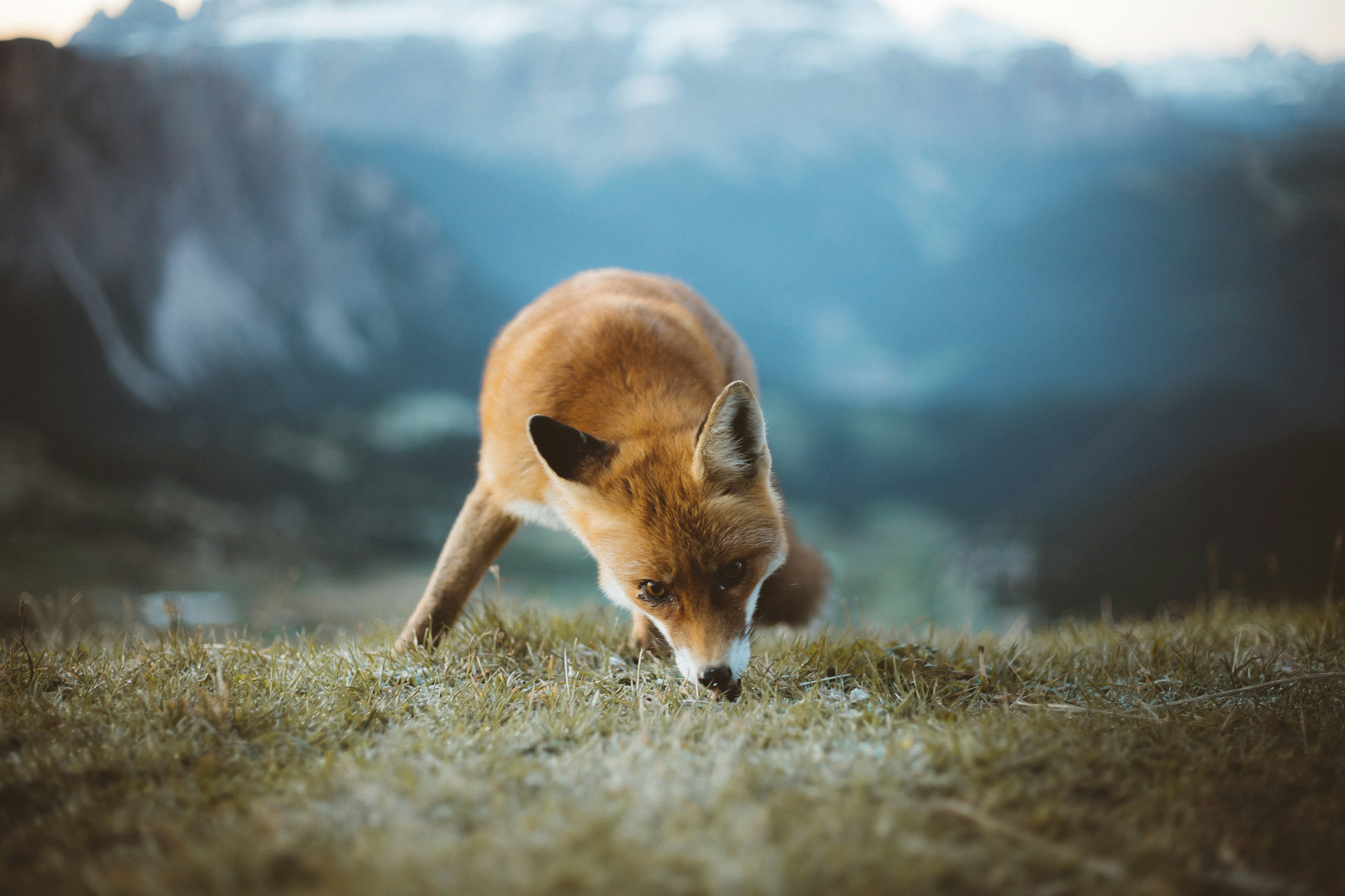 A red fox intently sniffing the ground in a mountainous landscape, showcasing its keen hunting instincts.