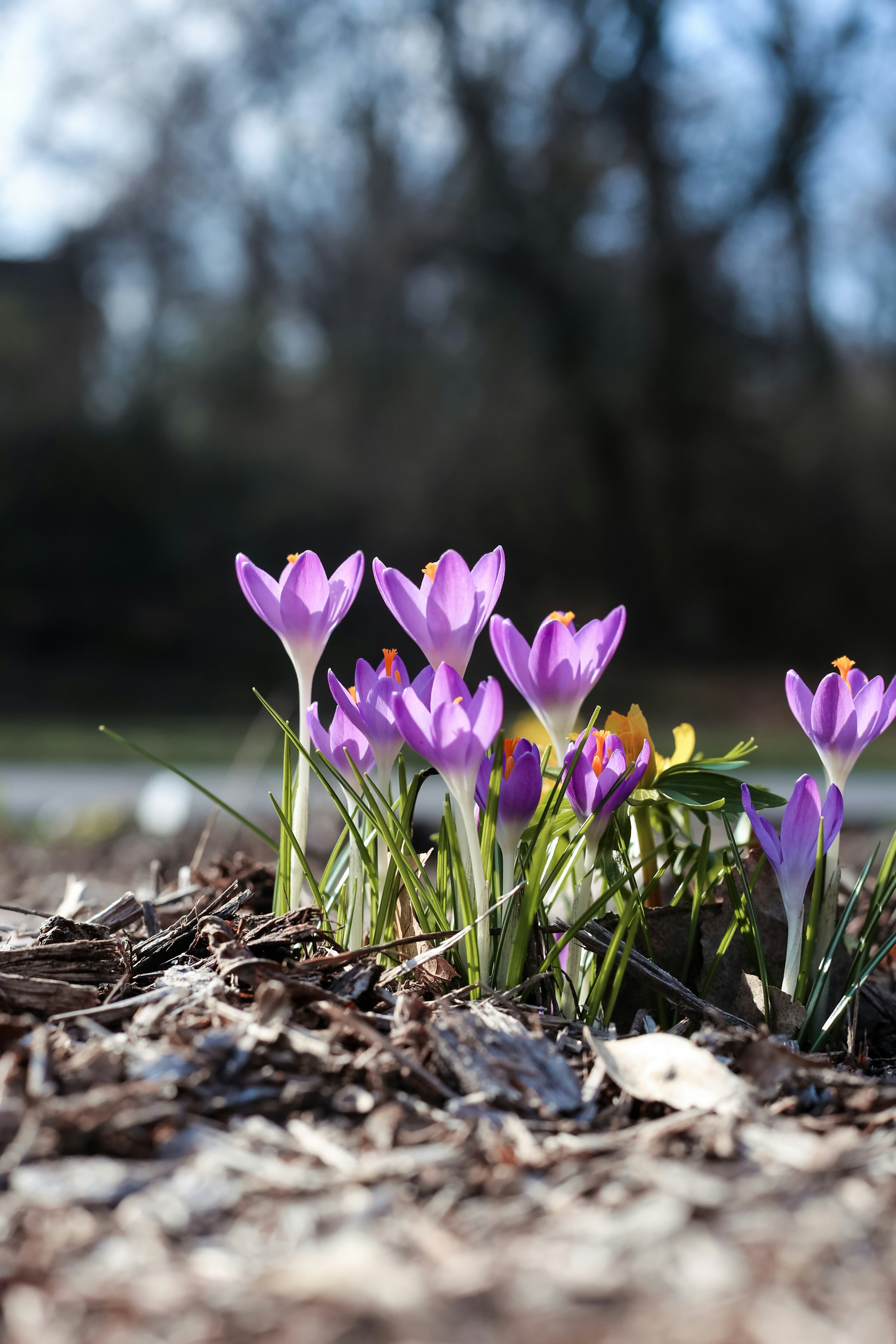 500+ Crocus Pictures [HD] | Download Free Images on Unsplash