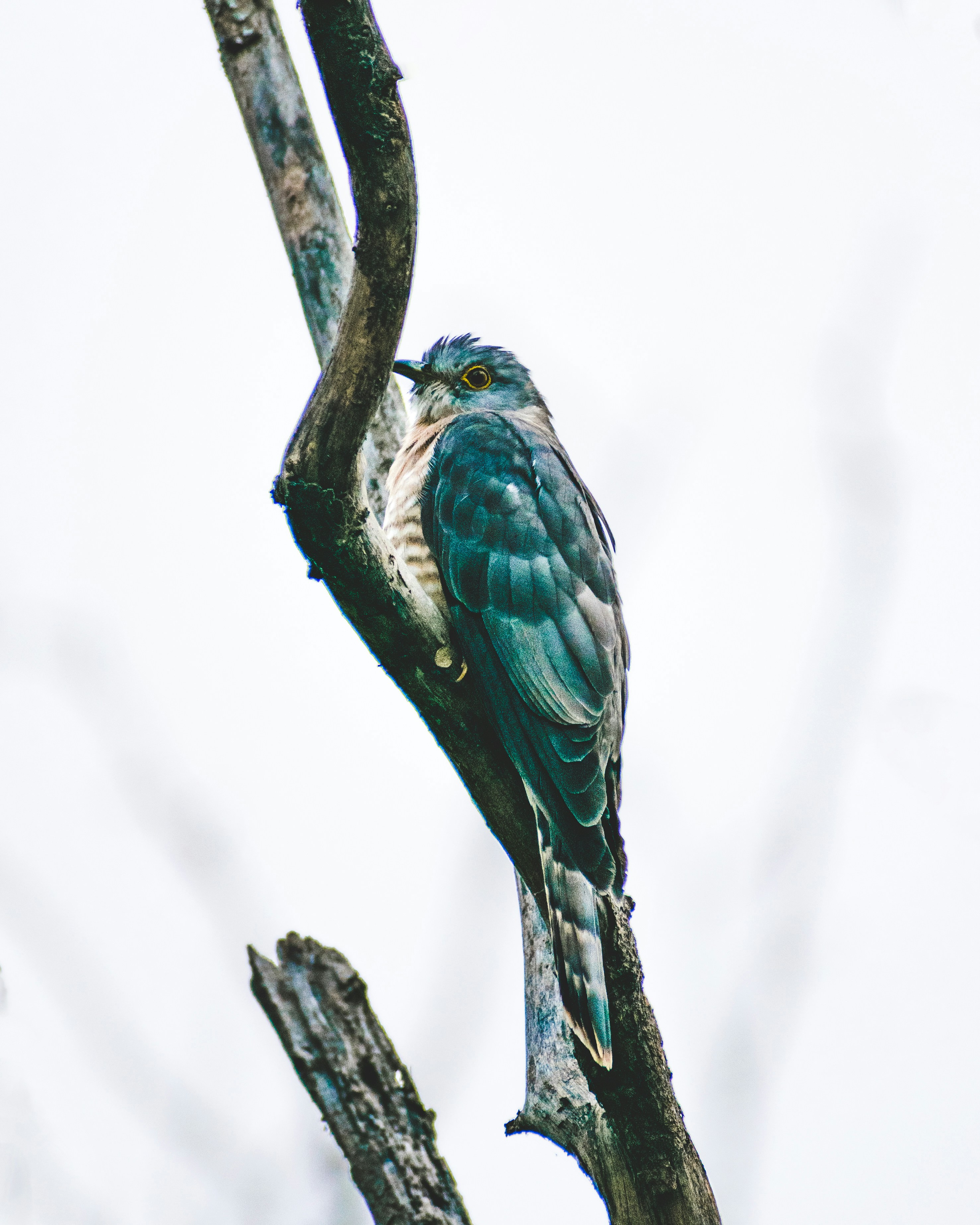 A hawk perched on a twisted branch, surveying its surroundings against a soft, muted background.