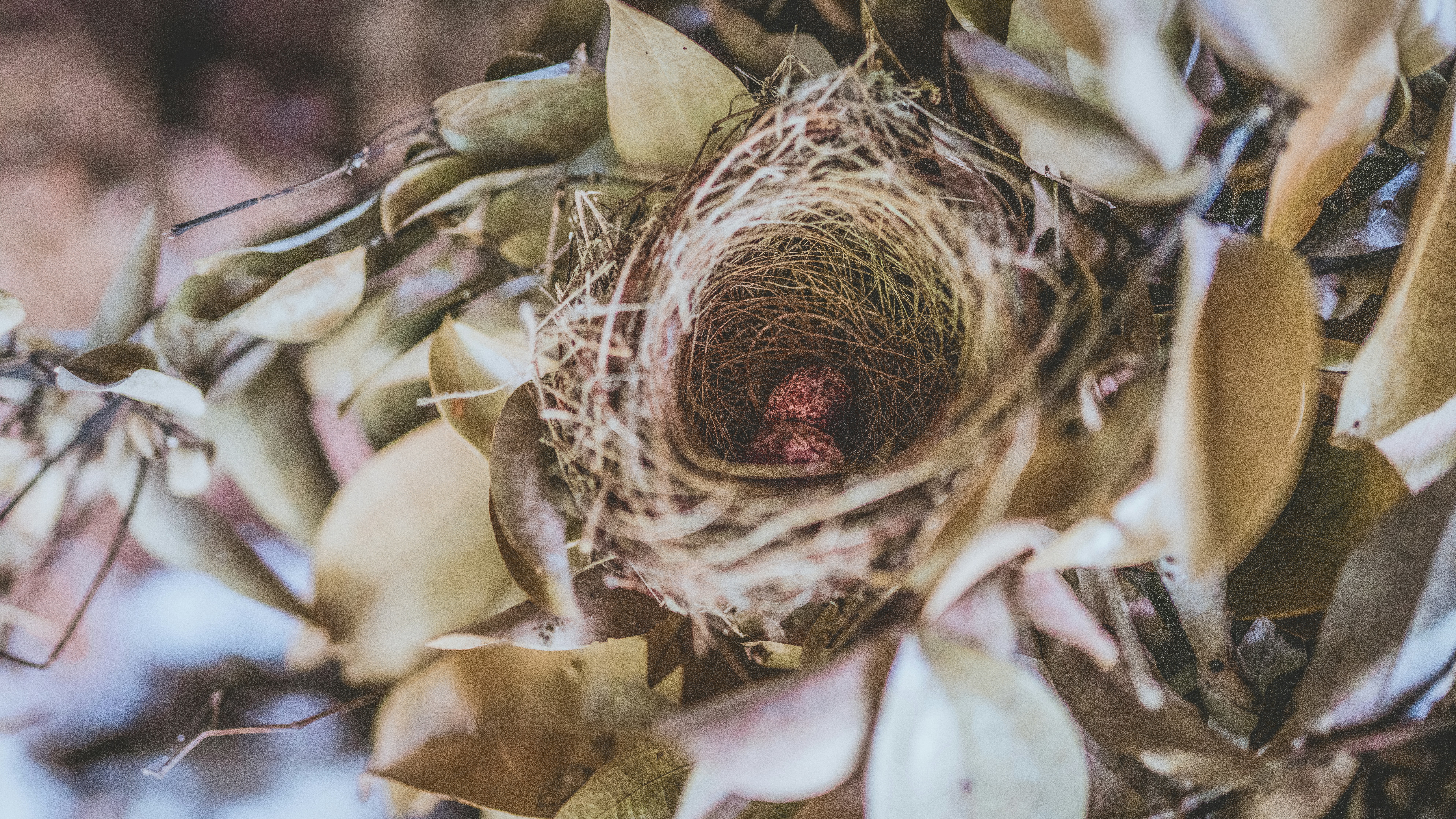 Center-stage Nest: a delicate cradle woven in dried foliage